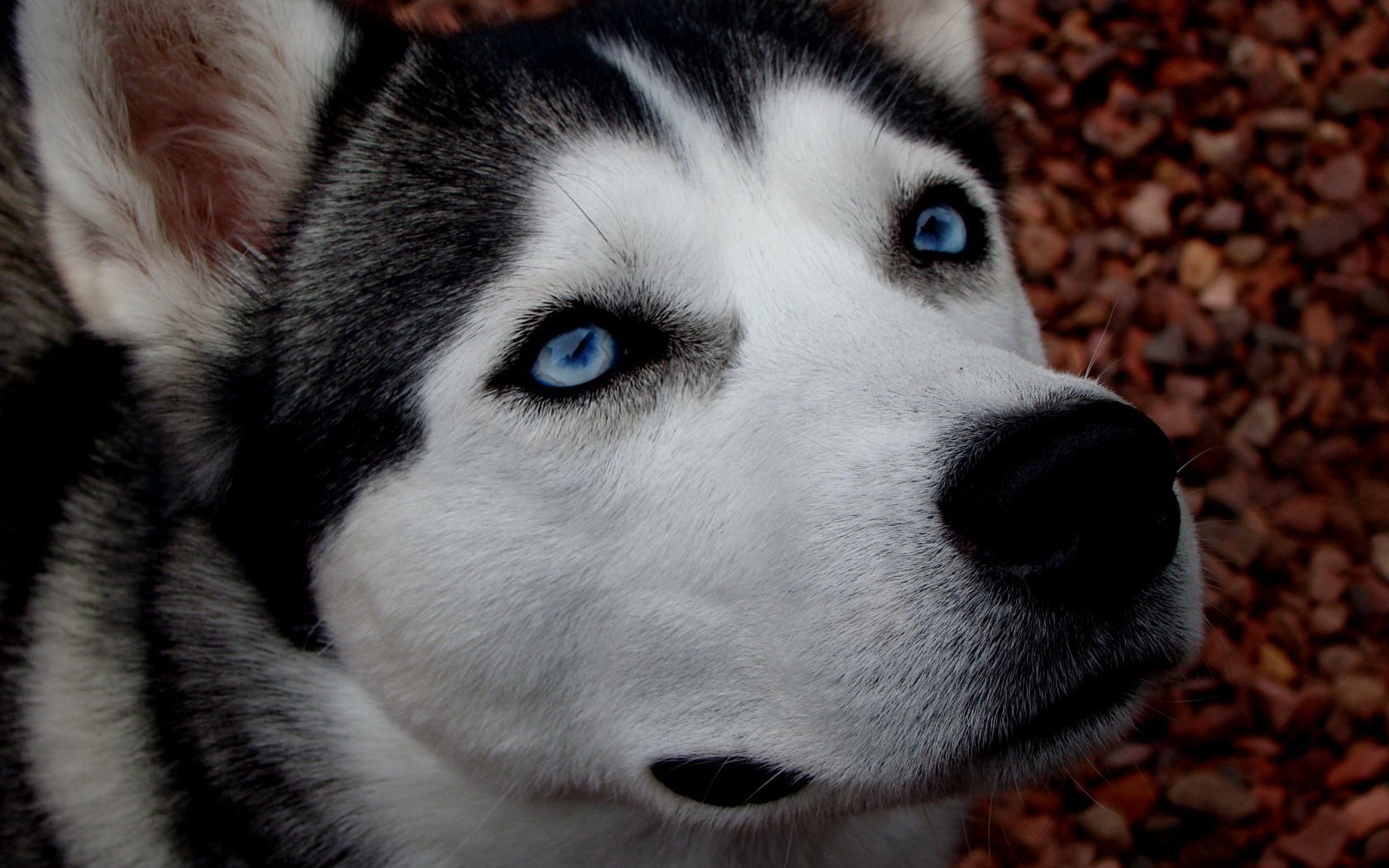 Arctic Gaze: HD Husky Wallpaper | 1680x1050 | Wallpaper Abyss