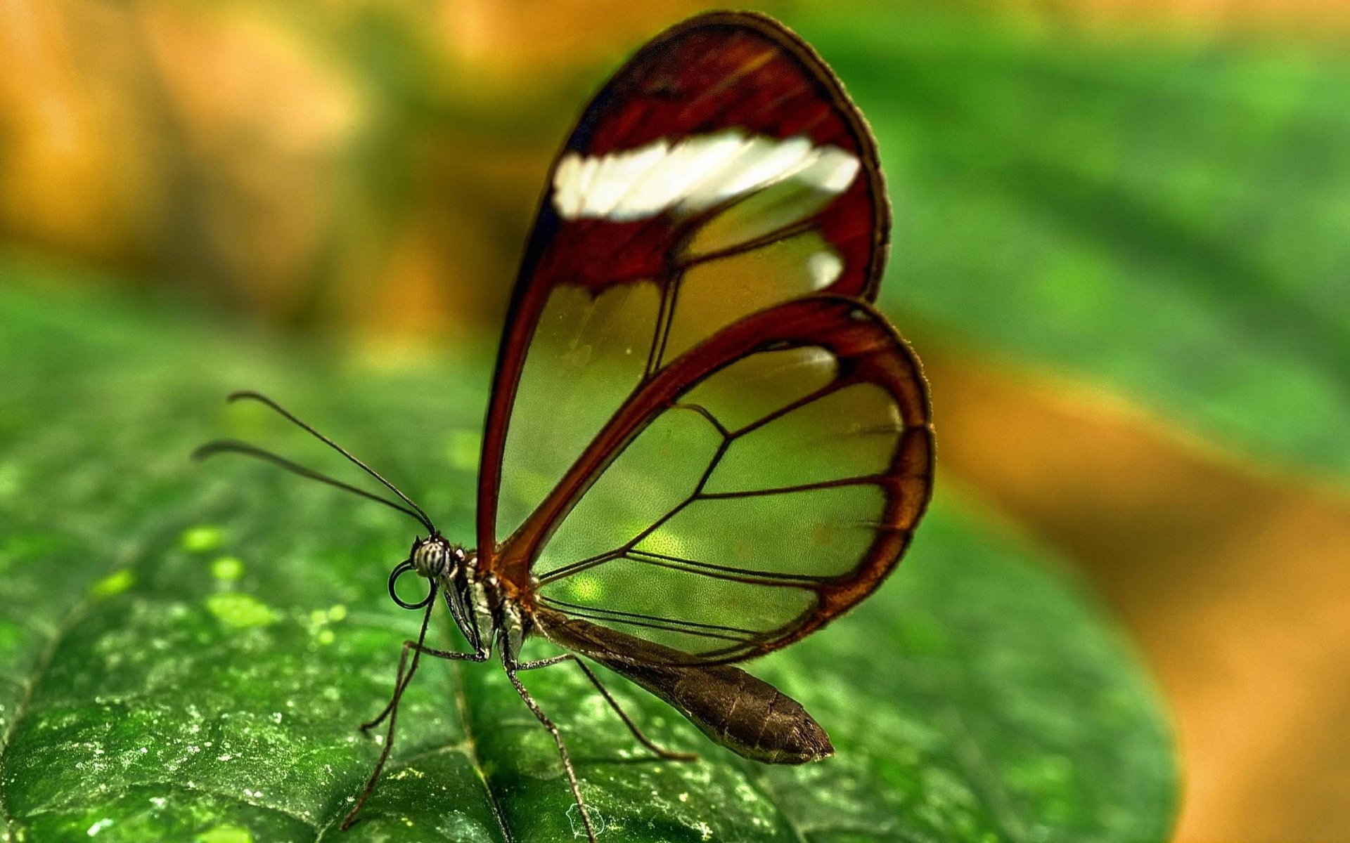 Download Animal Butterfly HD Wallpaper