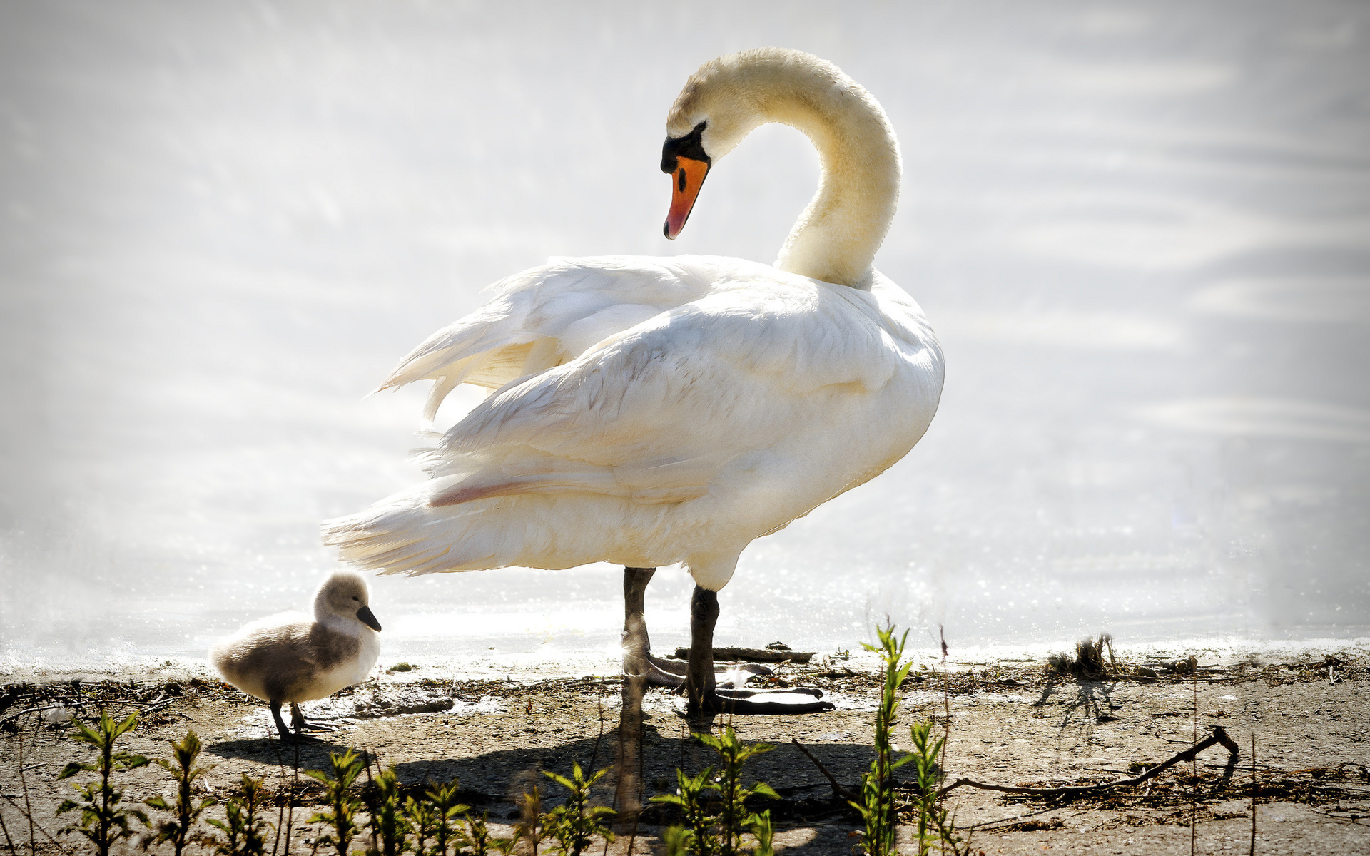Download Animal Mute Swan HD Wallpaper