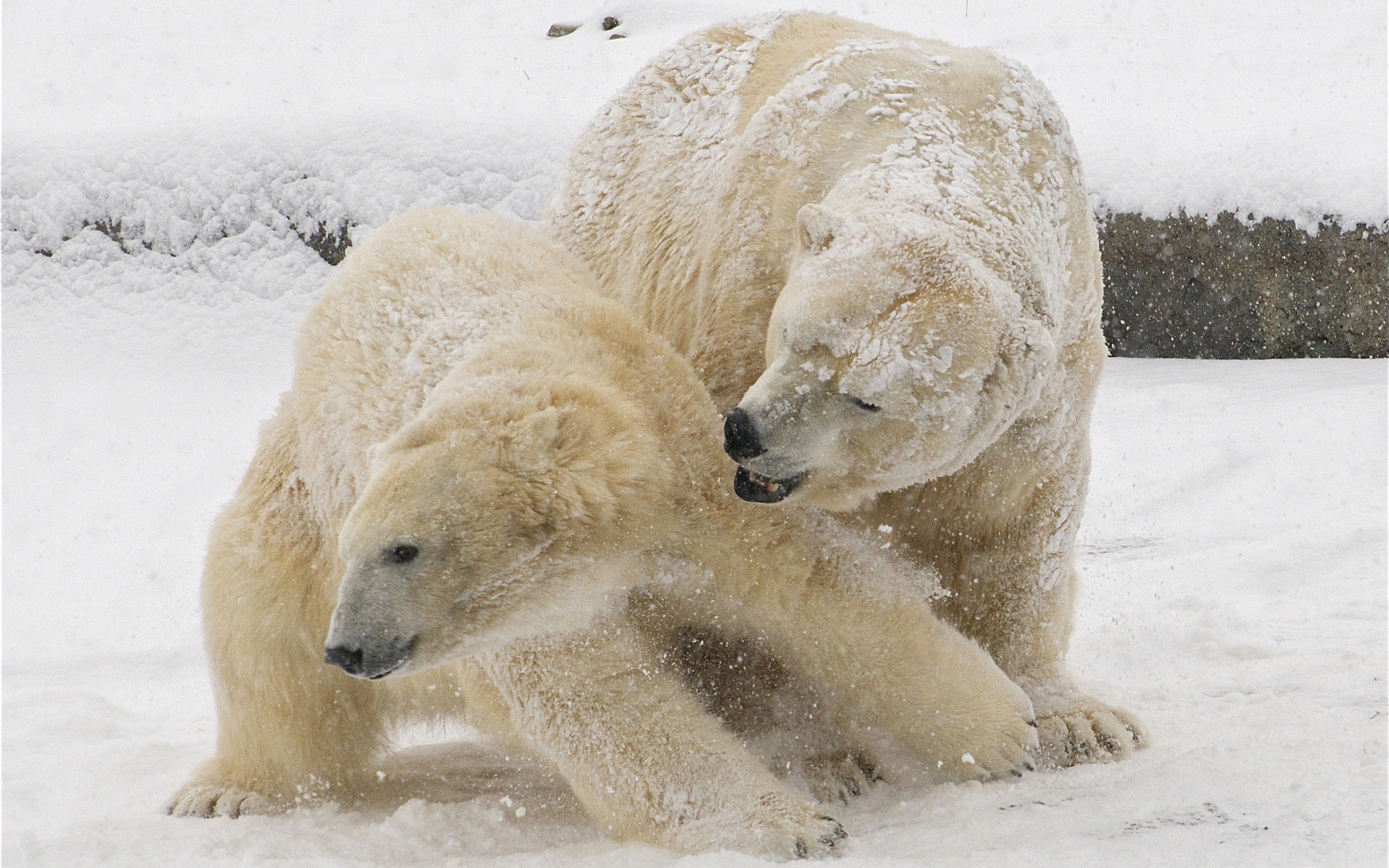 Majestic Polar Bears in Snow – Stunning HD Wildlife Wallpaper