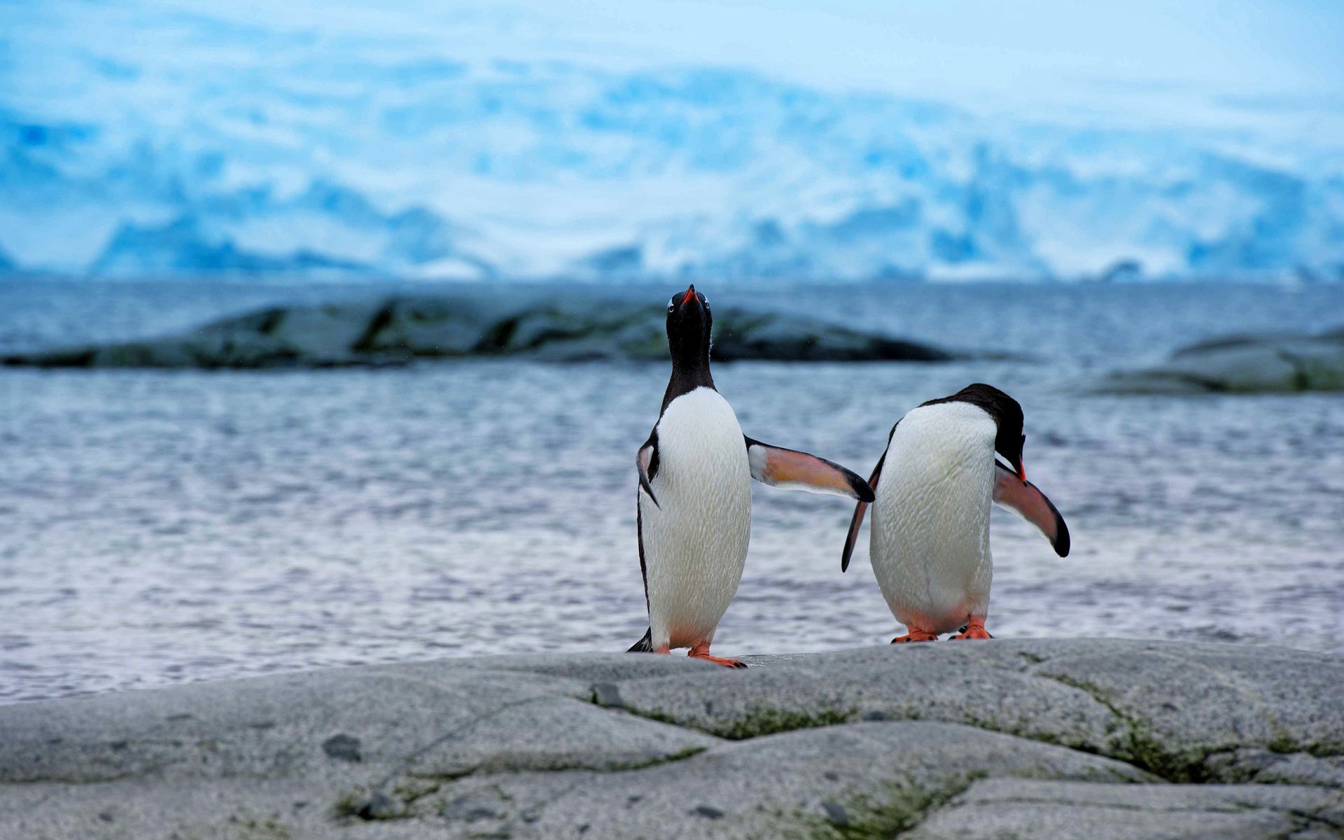 Download Animal Penguin HD Wallpaper | 1920x1200 | Wallpaper Abyss