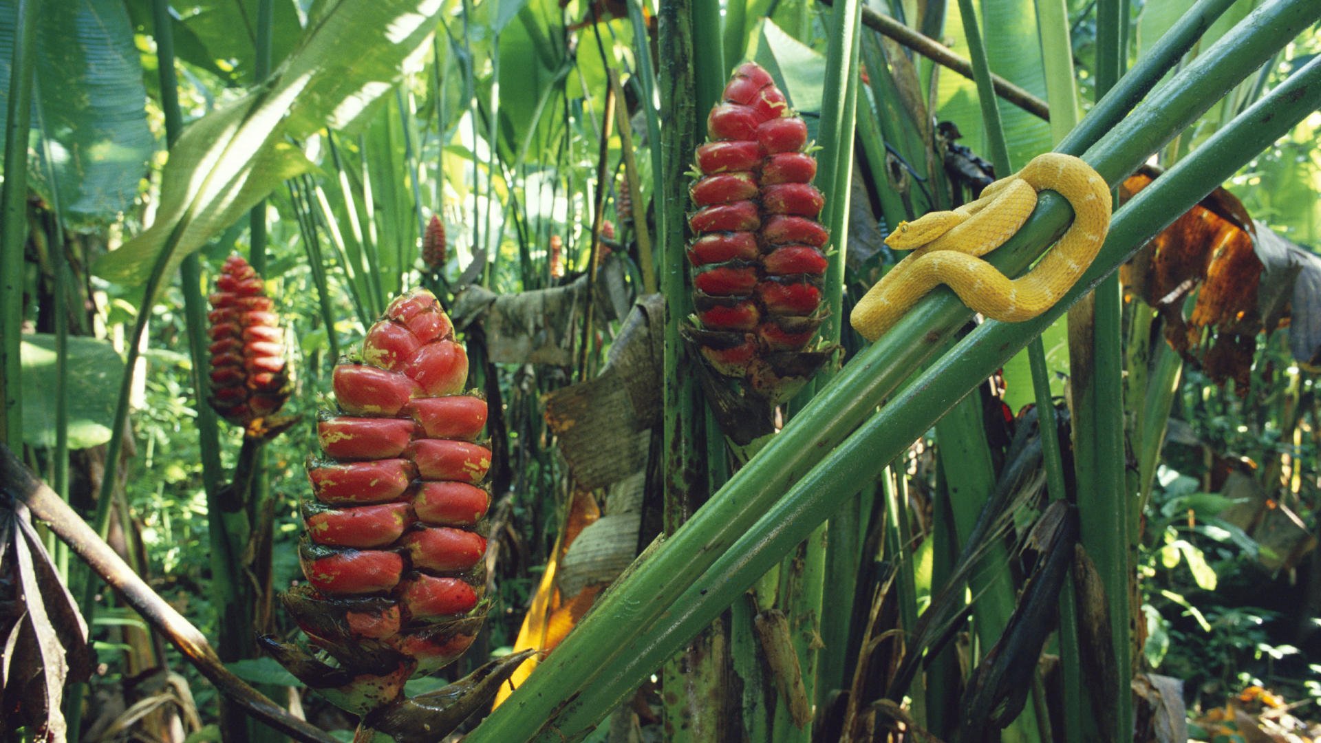 Vibrant Jungle Snake HD Wallpaper – Nature’s Hidden Beauty