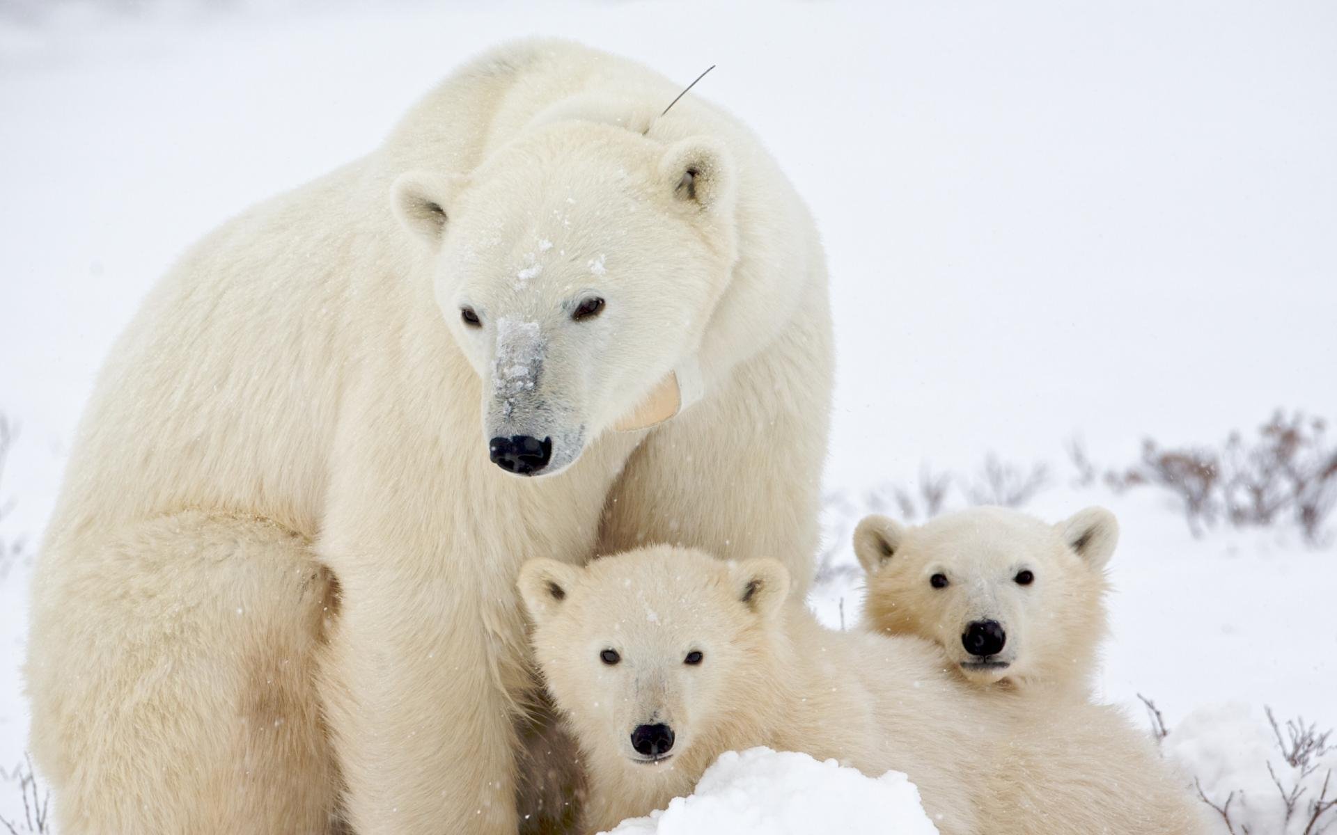 Download Animal Polar Bear HD Wallpaper