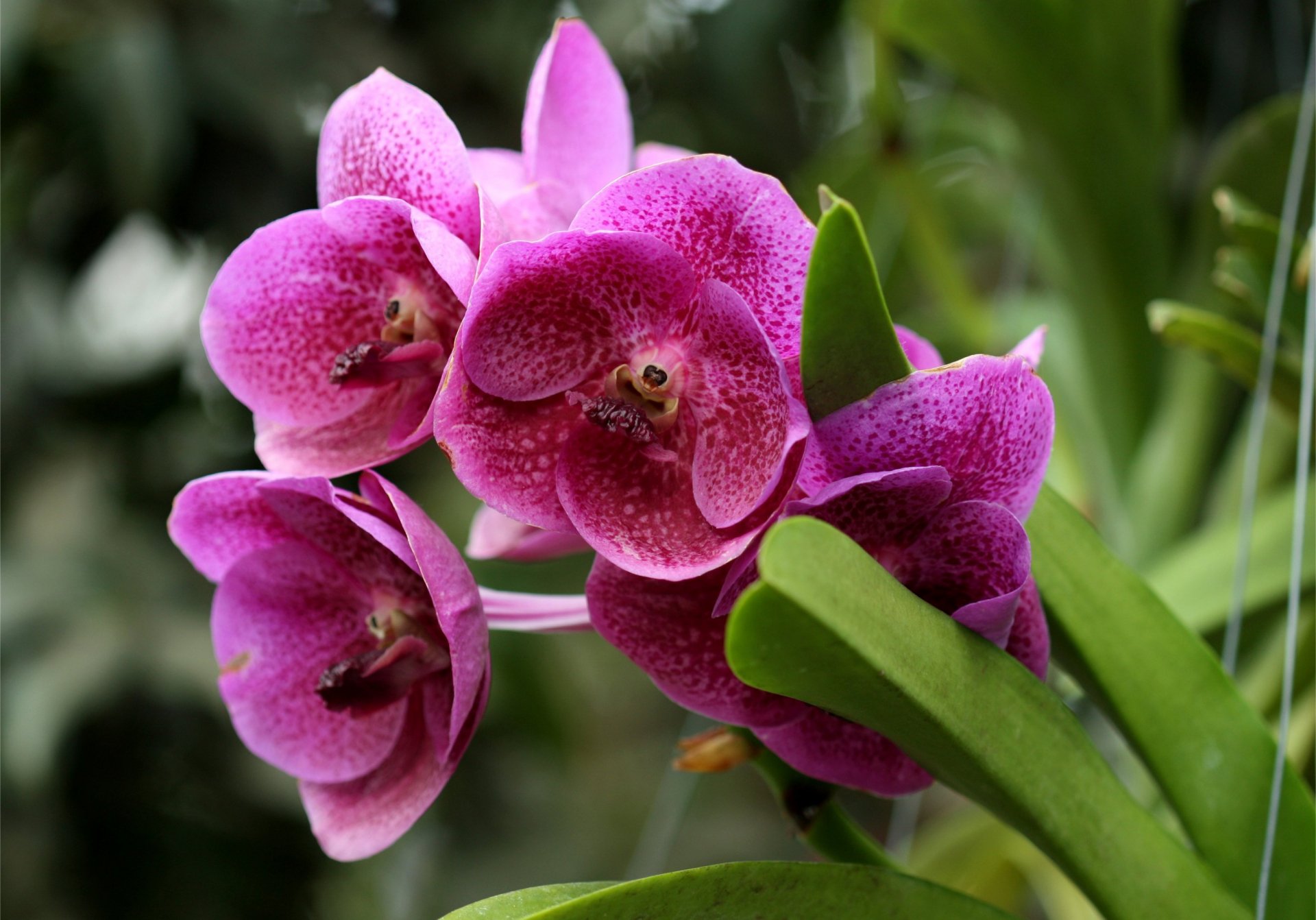 Orchid Elegance: Stunning HD Nature Wallpaper in Bloom