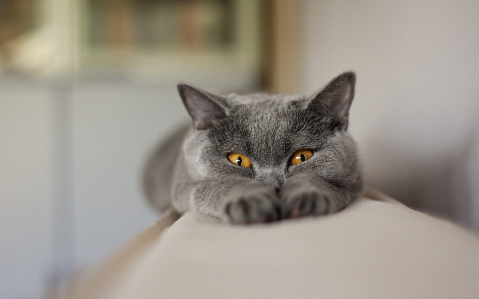 Funny Chartreux Cat in HD Wallpaper