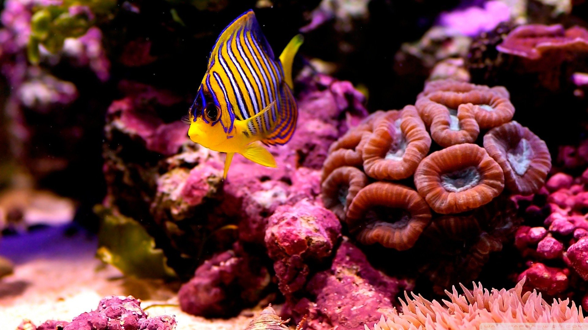 Vibrant Reef Fish HD Wallpaper: Stunning Underwater Animal Life ...