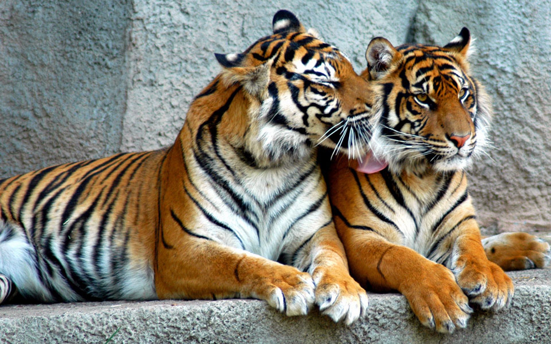 Download Animal Tiger HD Wallpaper