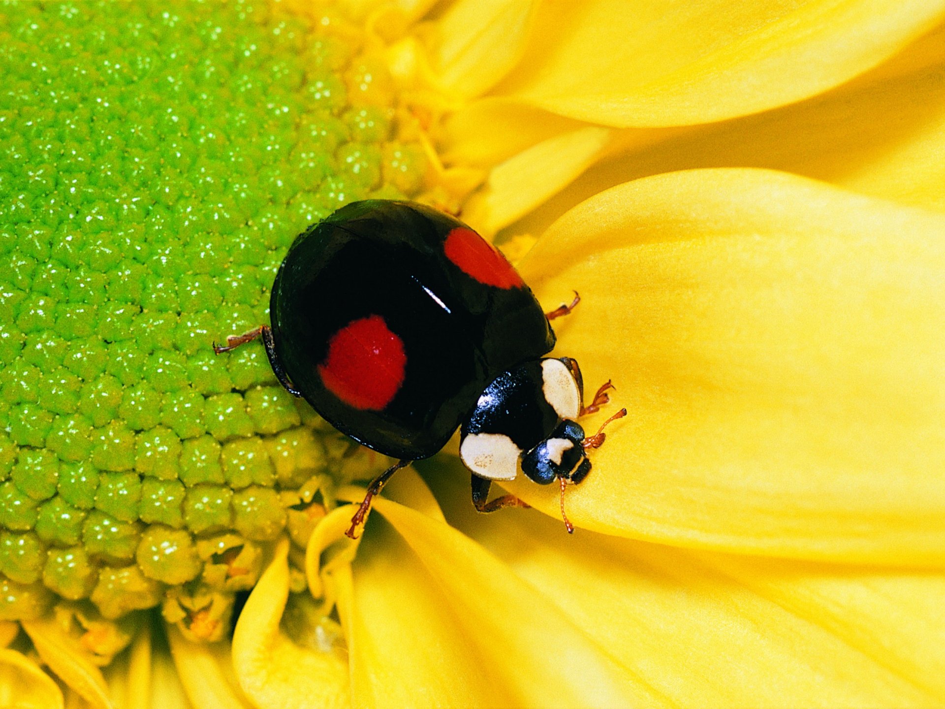 Download Flower Beetle Animal Ladybug HD Wallpaper