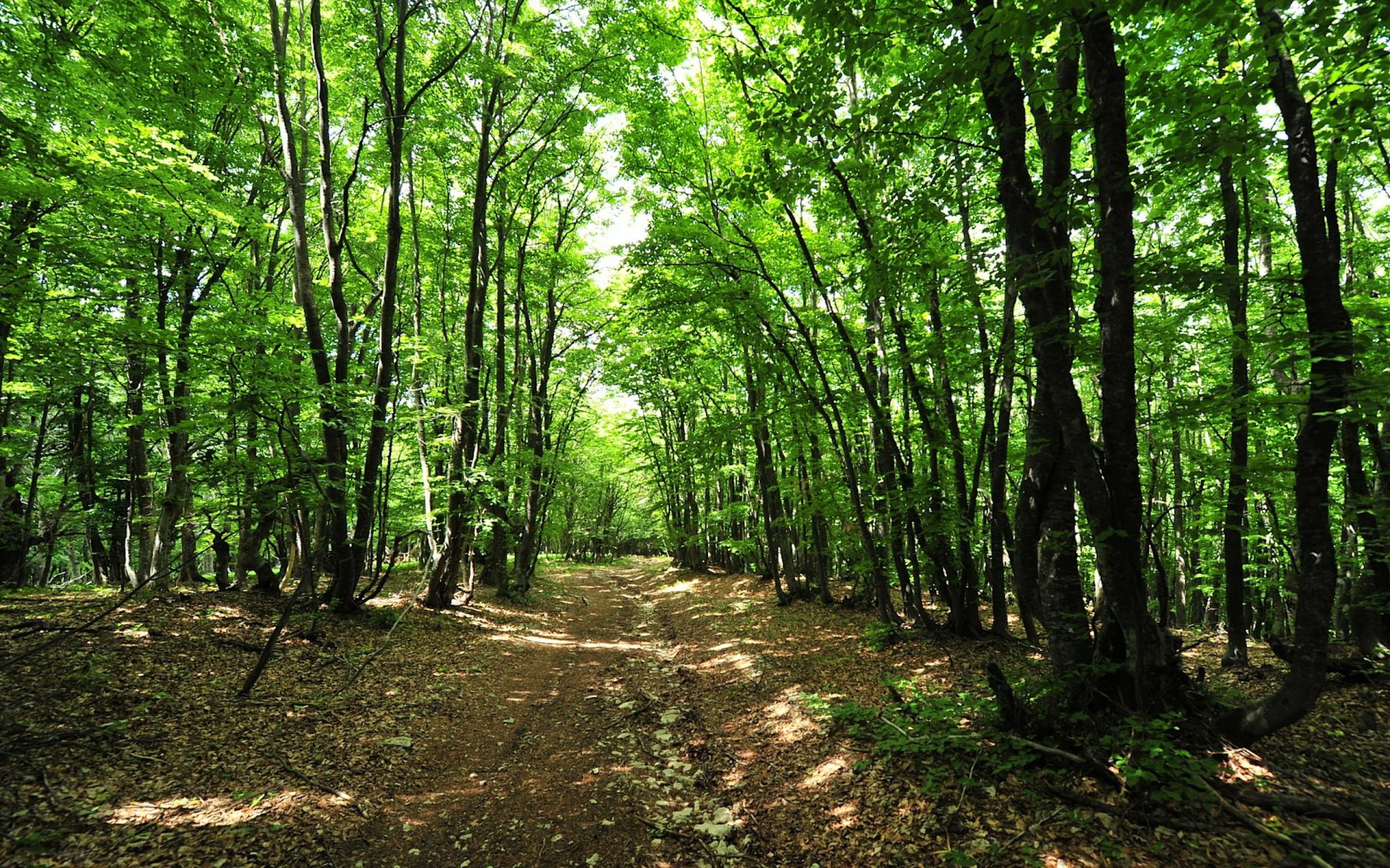 Download Nature Forest HD Wallpaper