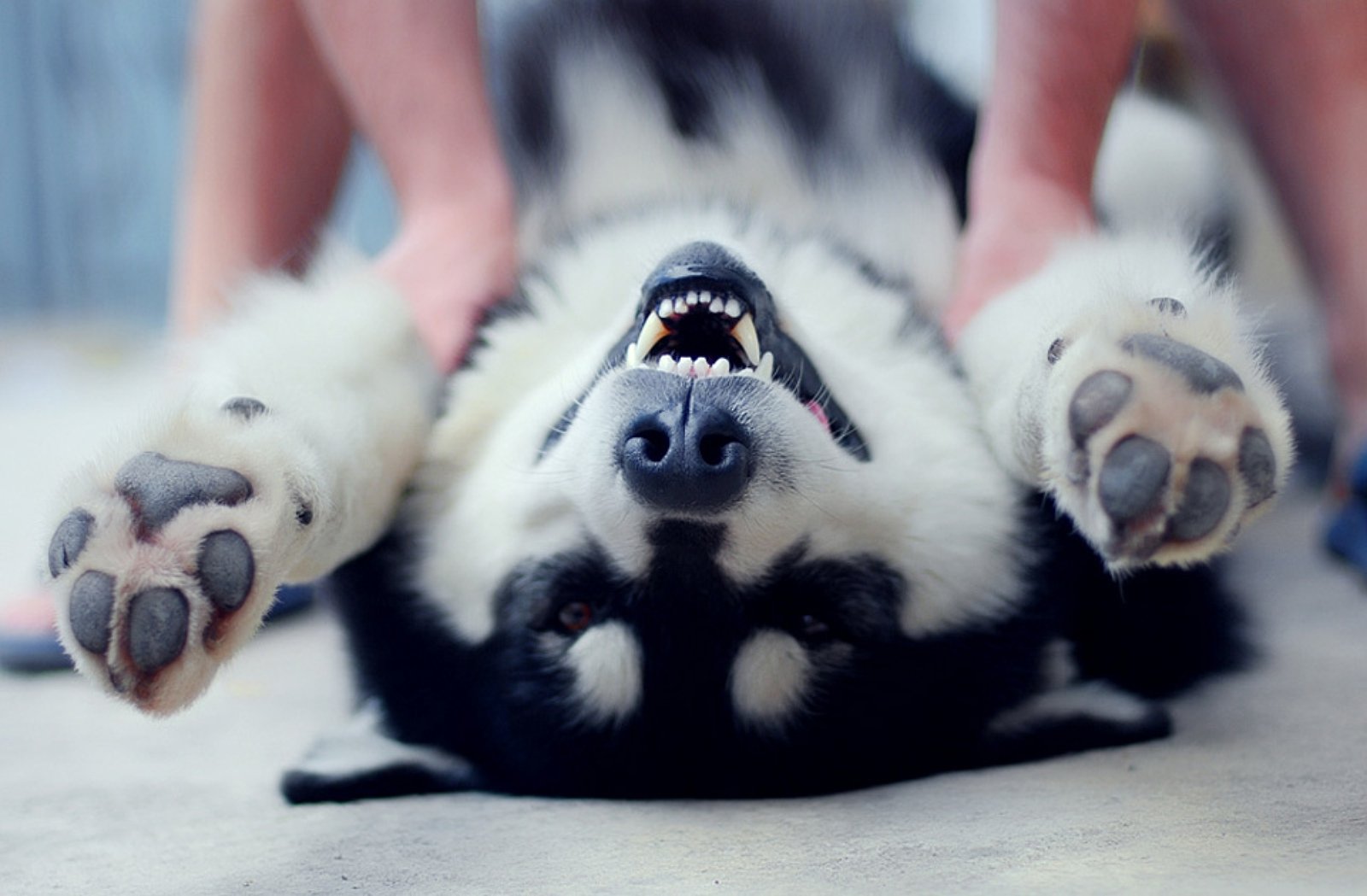 Playful Husky HD Wallpaper: Joyful Paws and Bright Eyes | 1600x1049 ...