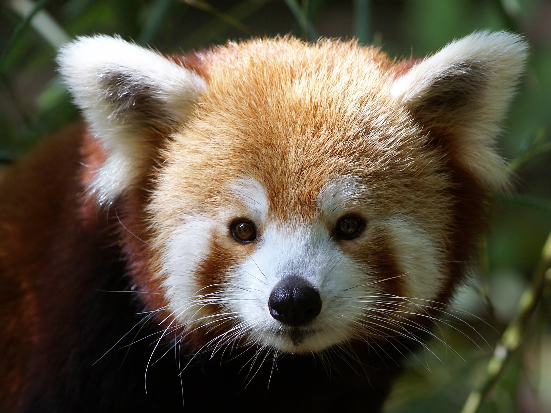 Download Animal Red Panda HD Wallpaper