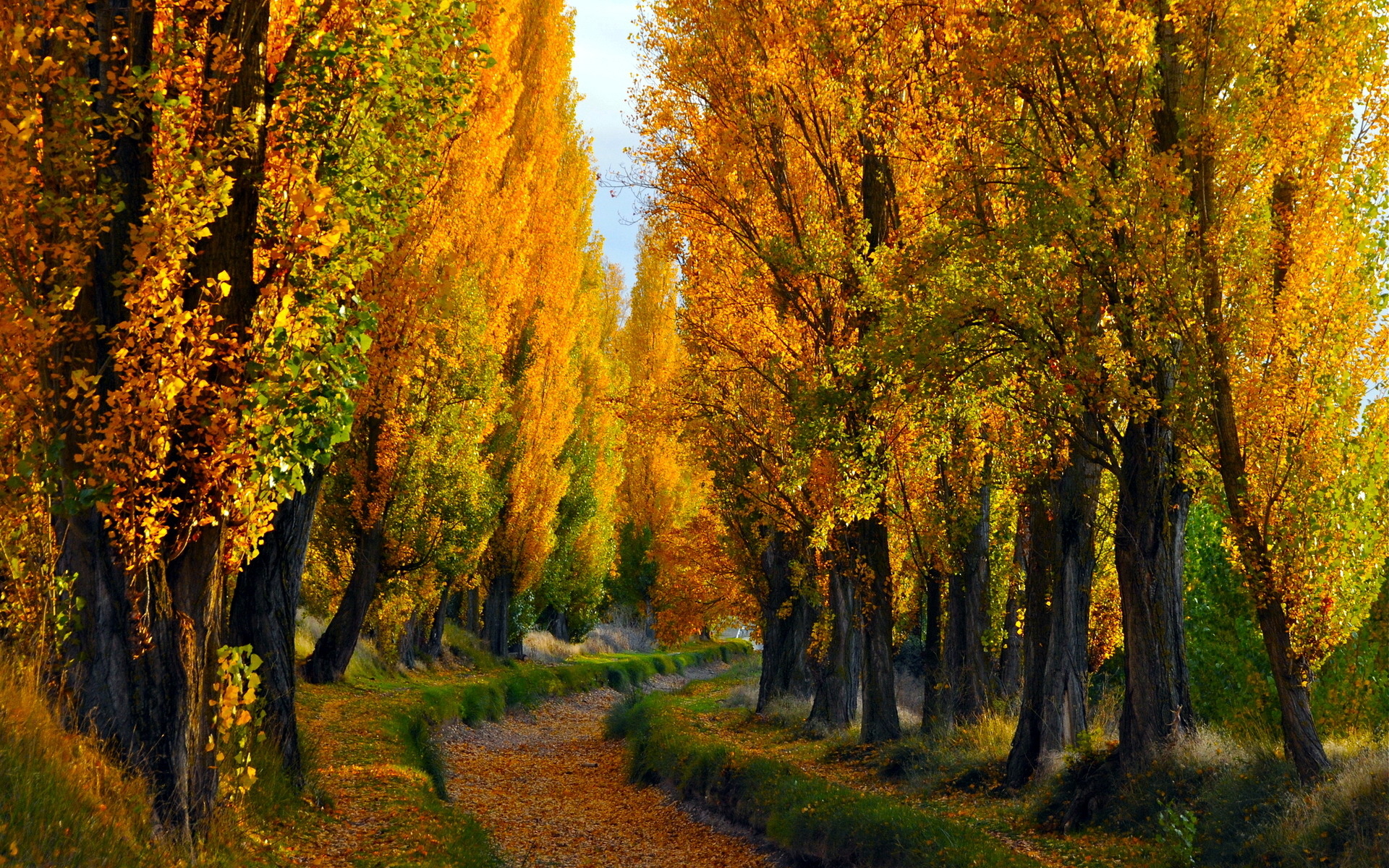 Golden Pathways: A Stunning Fall Nature HD Wallpaper
