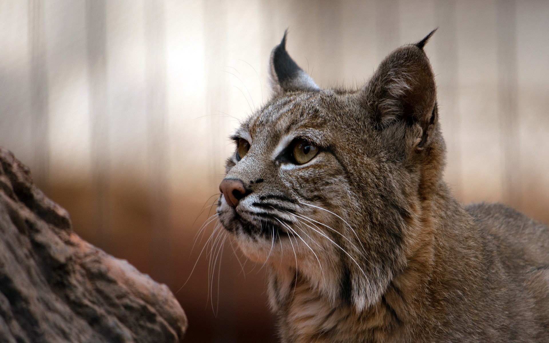 Download Animal Lynx HD Wallpaper