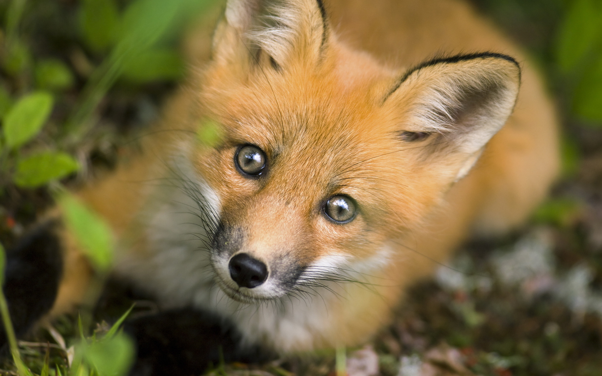Fox HD Wallpaper