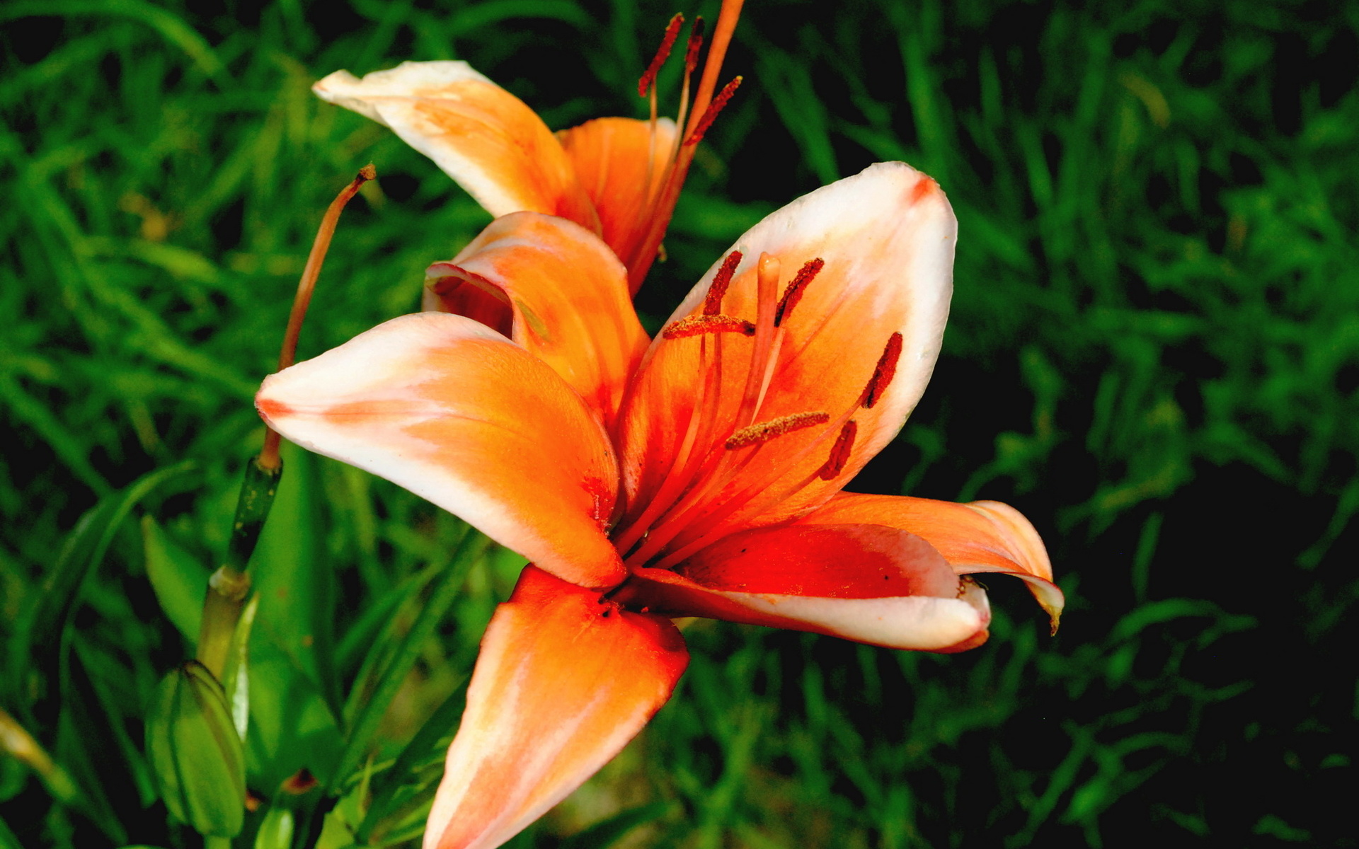 Lilly Flowers Hd Wallpapersdownload