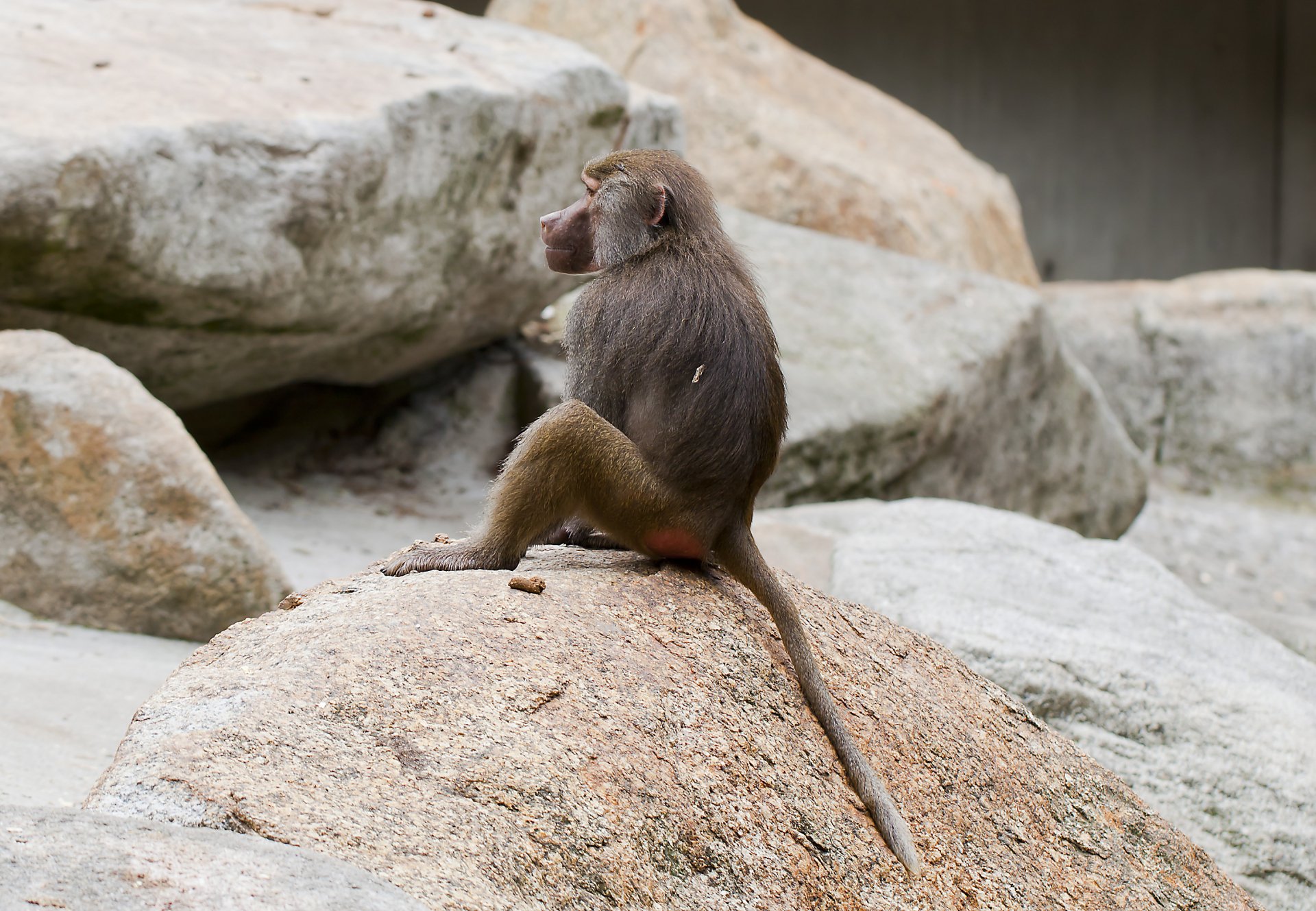 Majestic Monkey Moment: HD Animal Wallpaper | 2850x1972 | Wallpaper Abyss