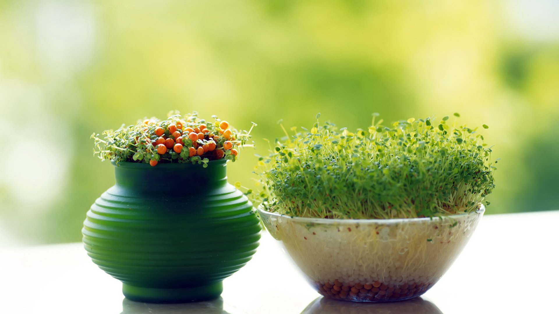 Download Photography Plant HD Wallpaper | 1920x1080 | Wallpaper Abyss