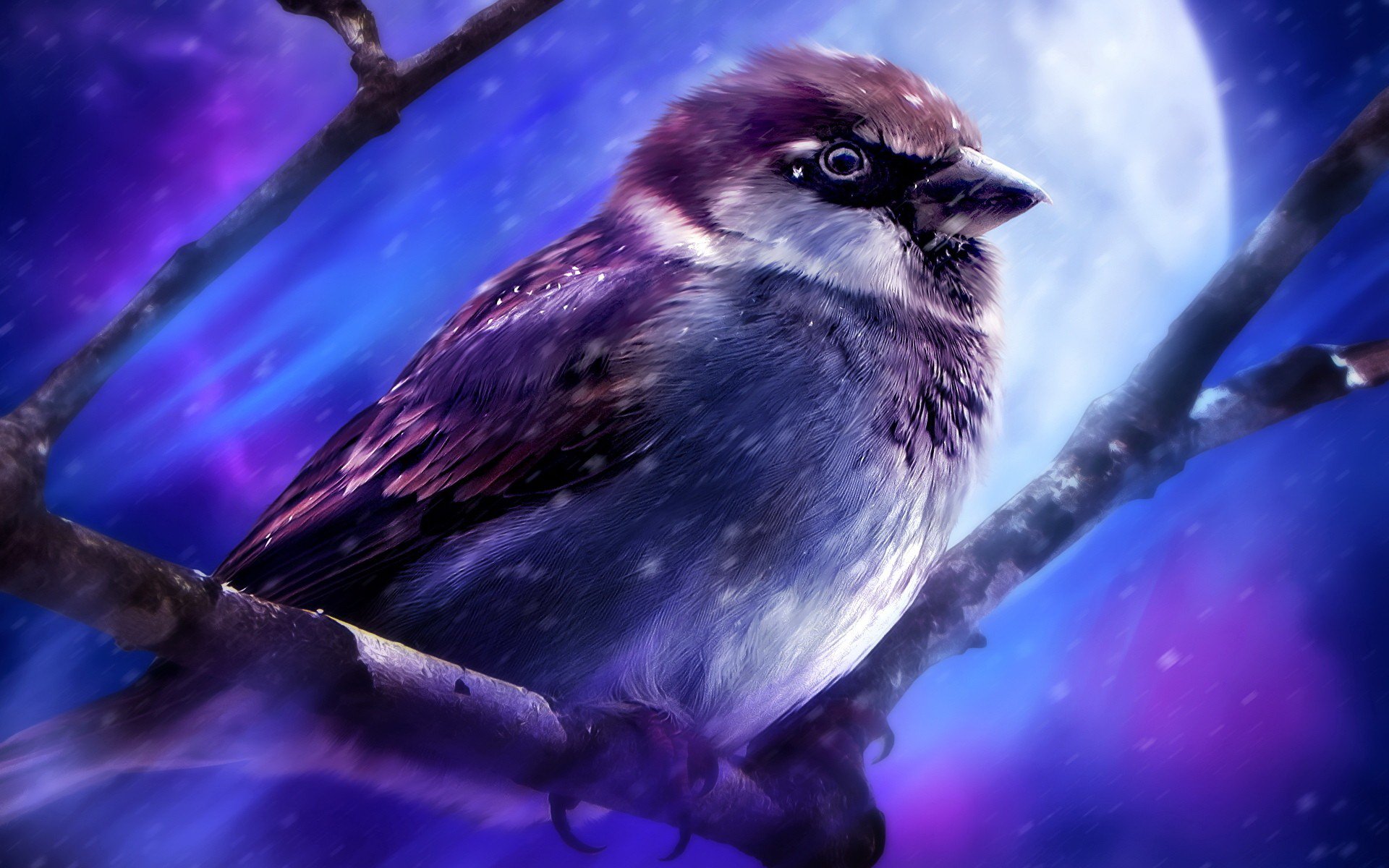 Download Bird Animal Sparrow HD Wallpaper