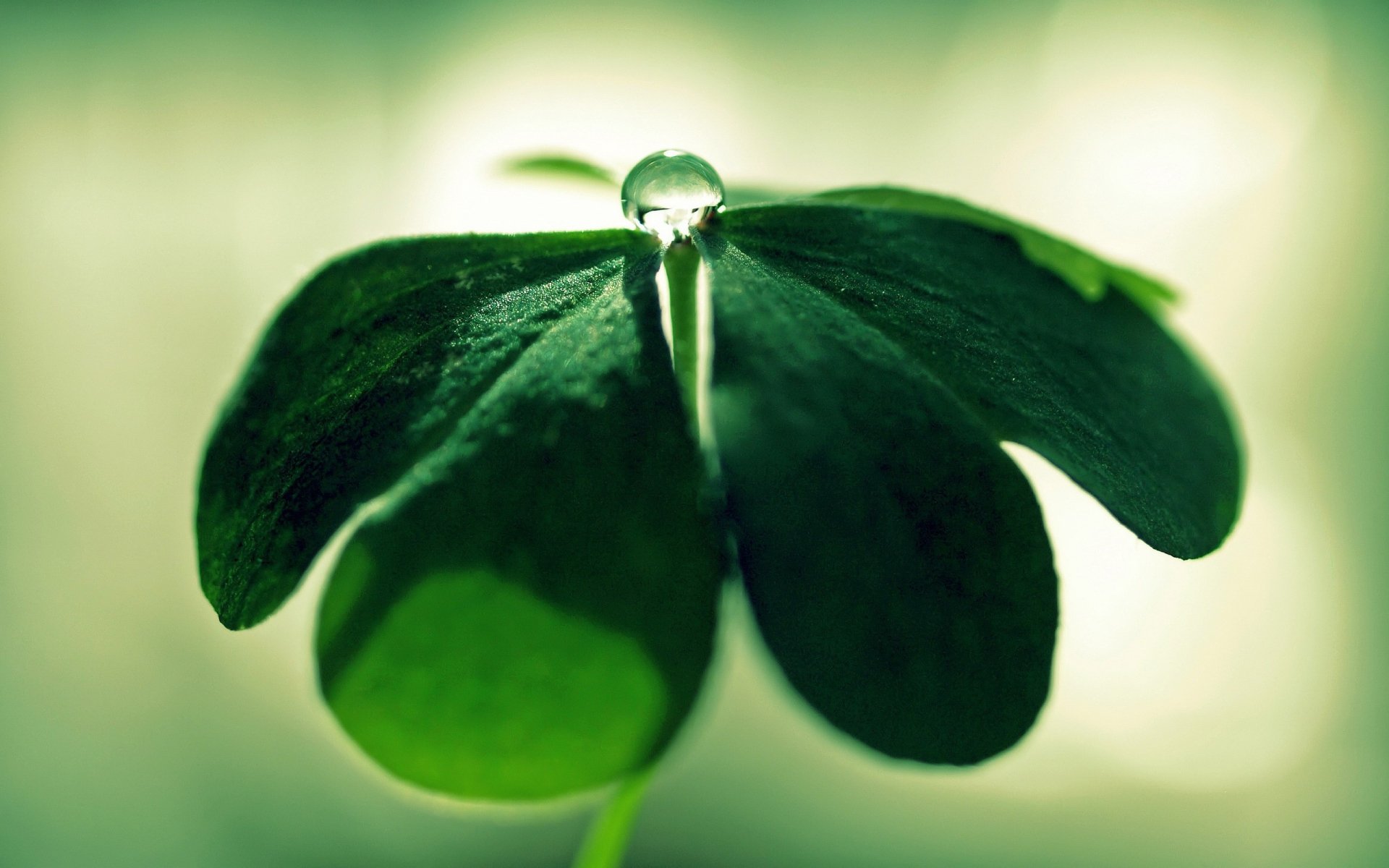 Download Nature Water Drop HD Wallpaper | 2560x1600 | Wallpaper Abyss