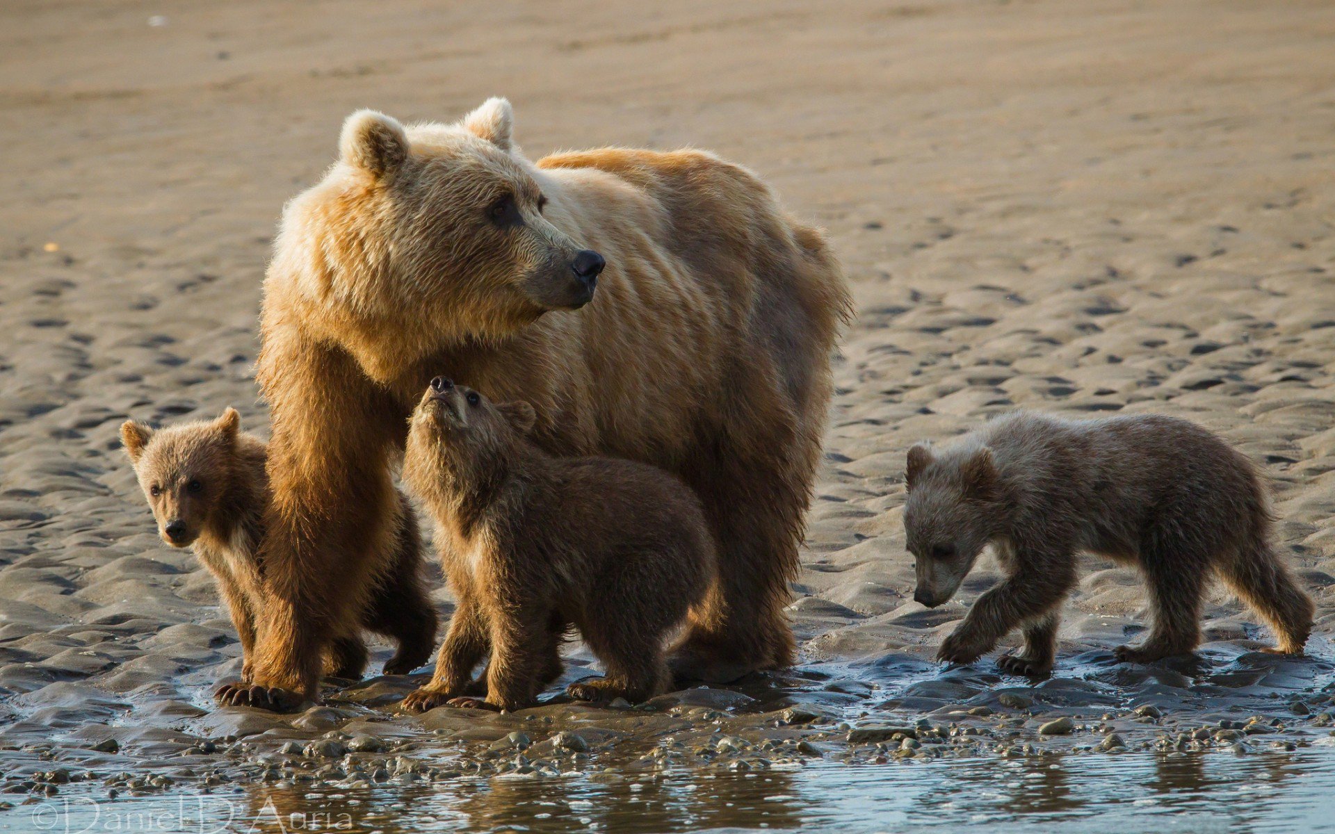 Download Animal Bear HD Wallpaper | 1920x1200 | Wallpaper Abyss