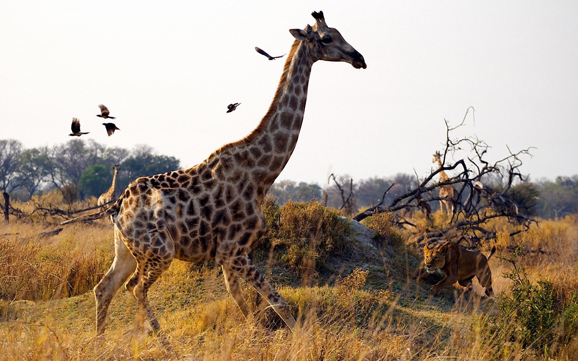 Download Animal Giraffe HD Wallpaper