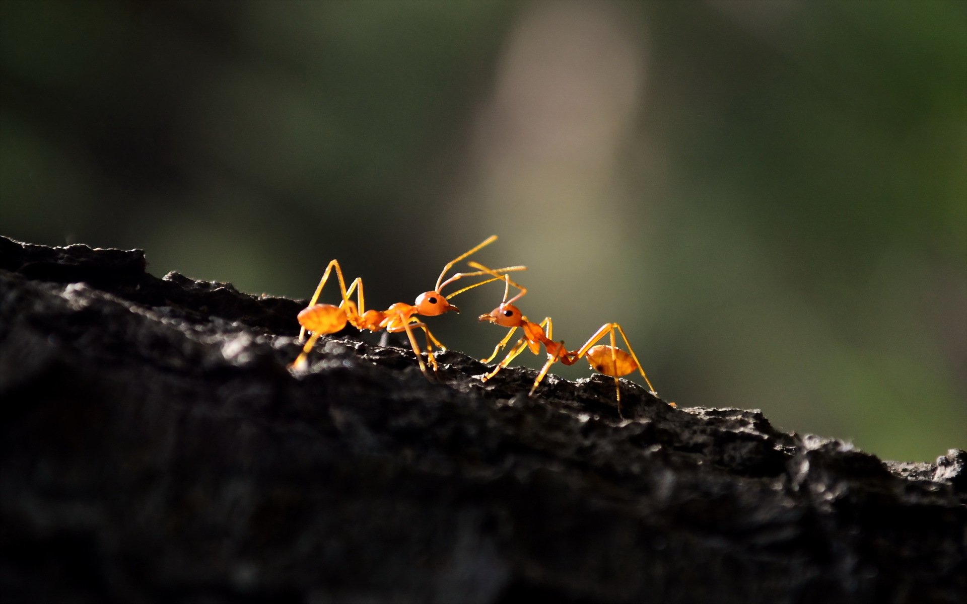 Vibrant Ants in HD: Nature's Tiny Architects