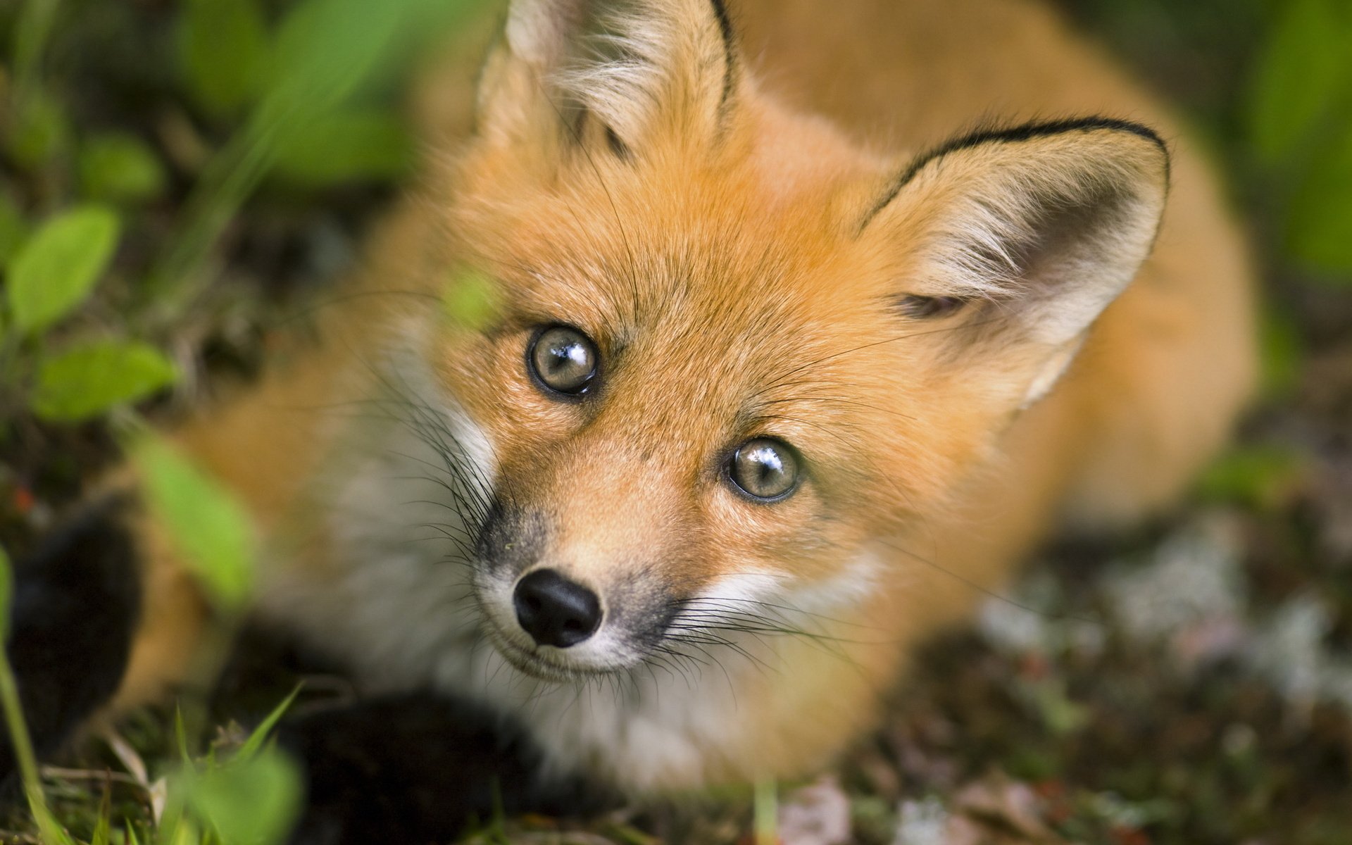 Majestic Fox Portrait – Stunning HD Animal Wallpaper