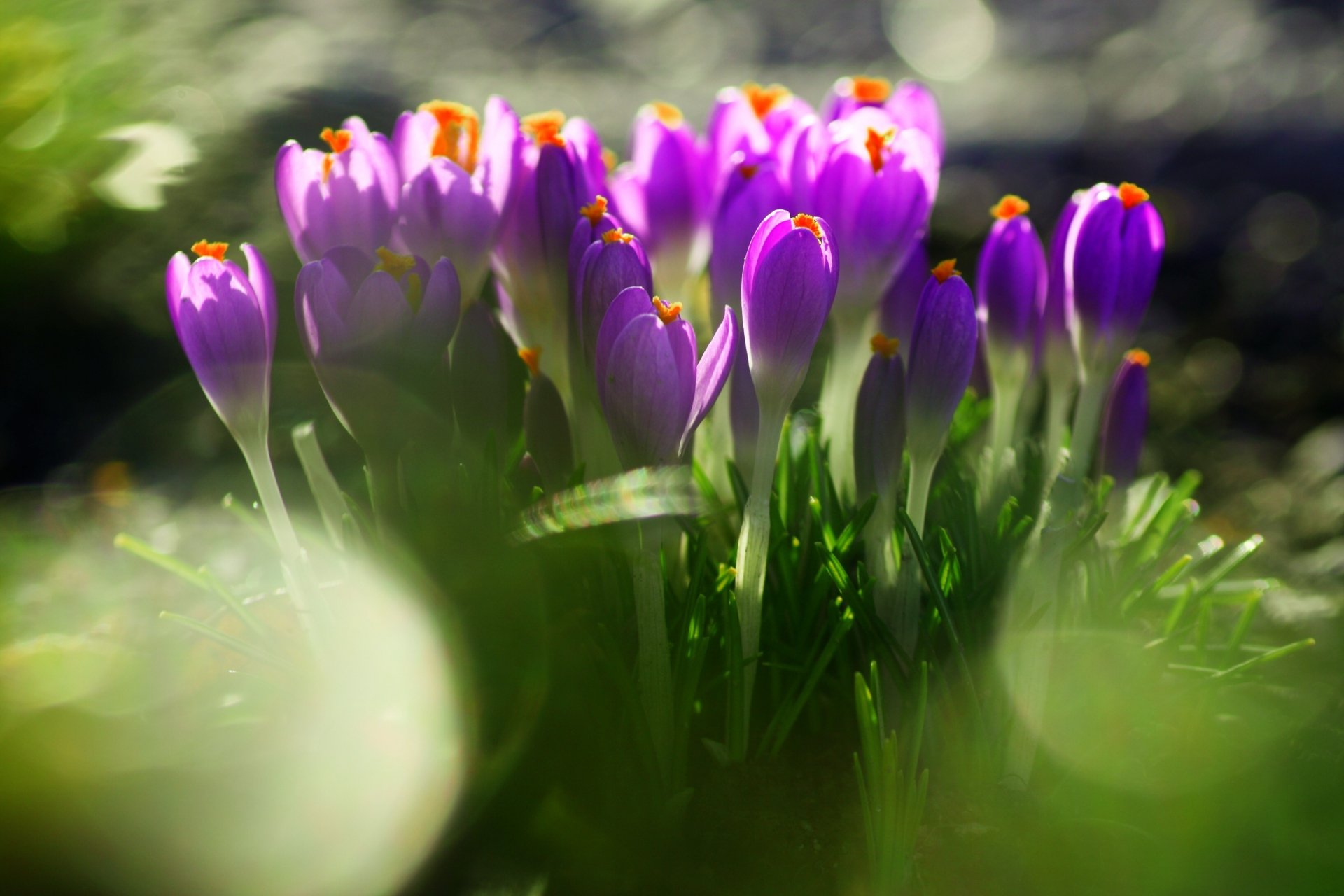 Download Flower Nature Crocus HD Wallpaper