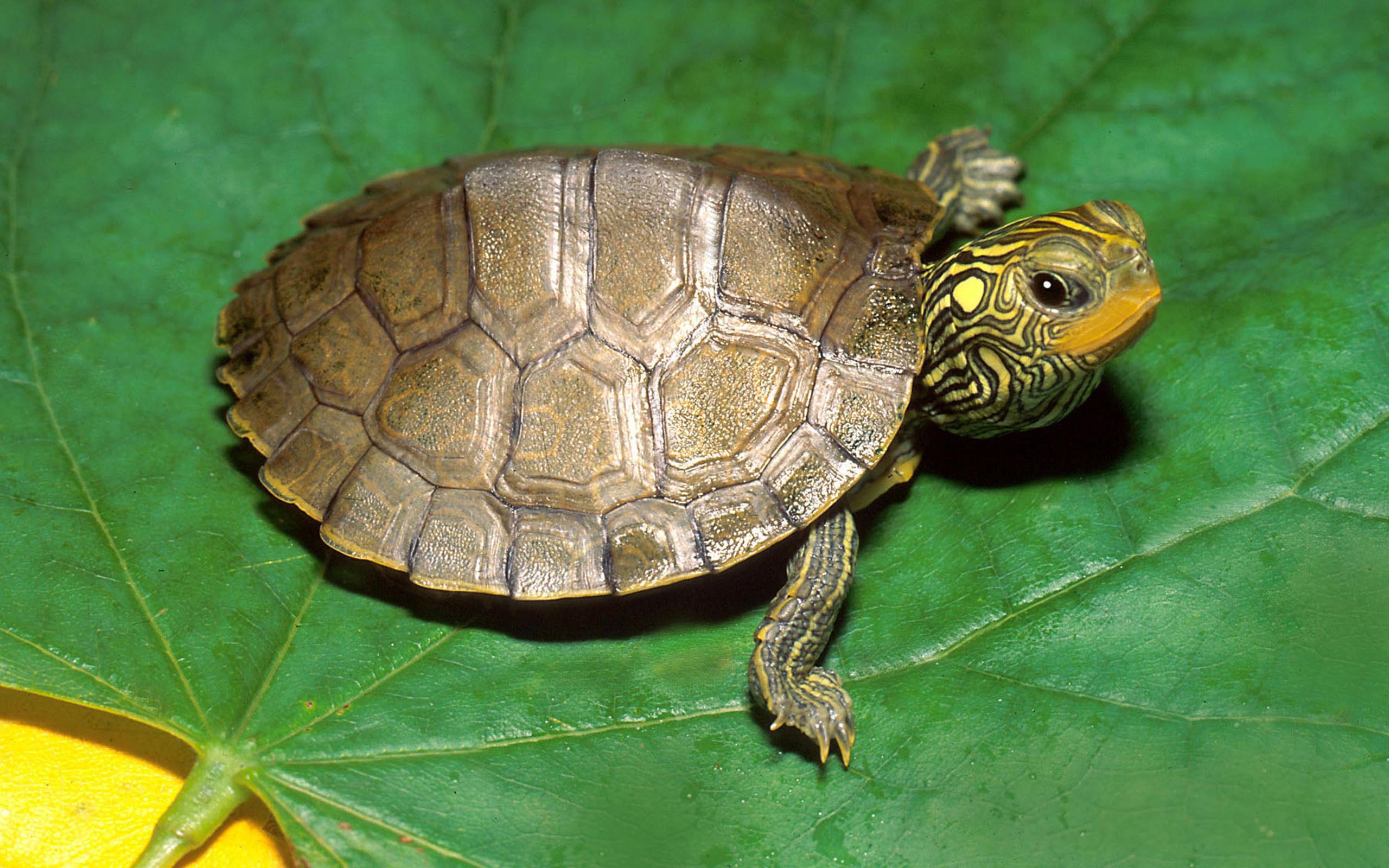 Download Animal Turtle HD Wallpaper