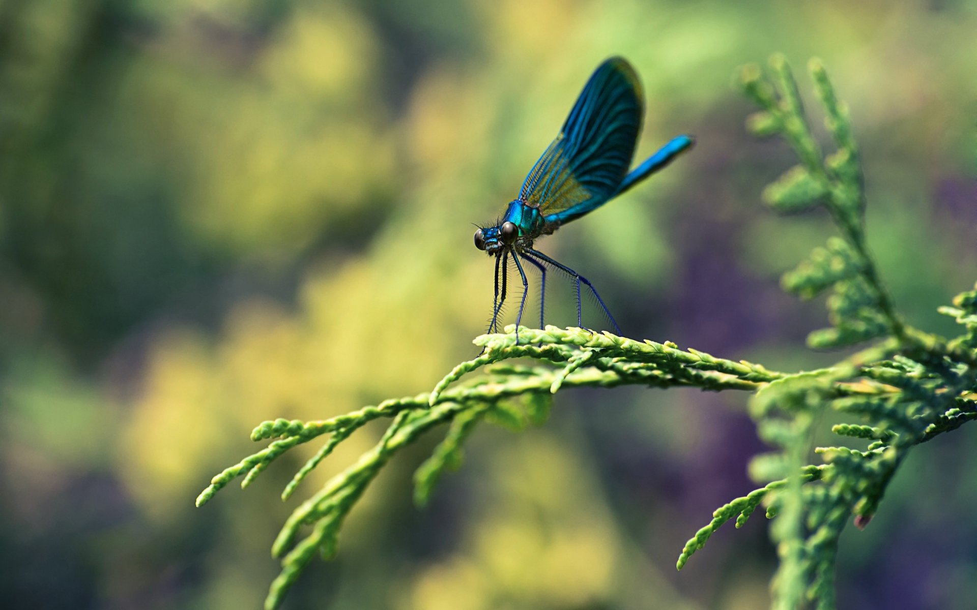 Dragonfly HD Wallpaper | Background Image | 2560x1600