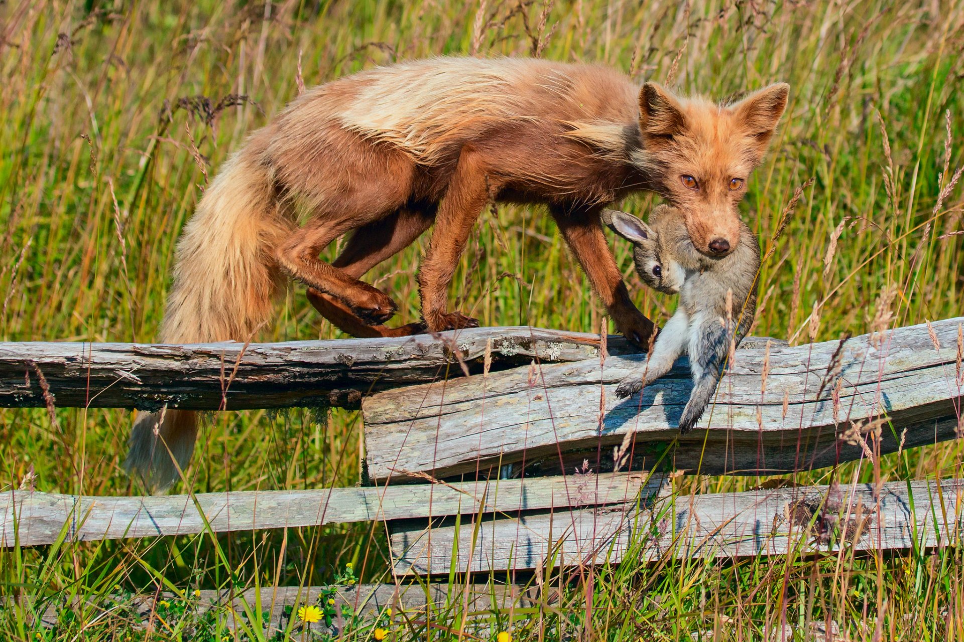 Wild Fox HD Wallpaper: Nature’s Hunt in Stunning Detail