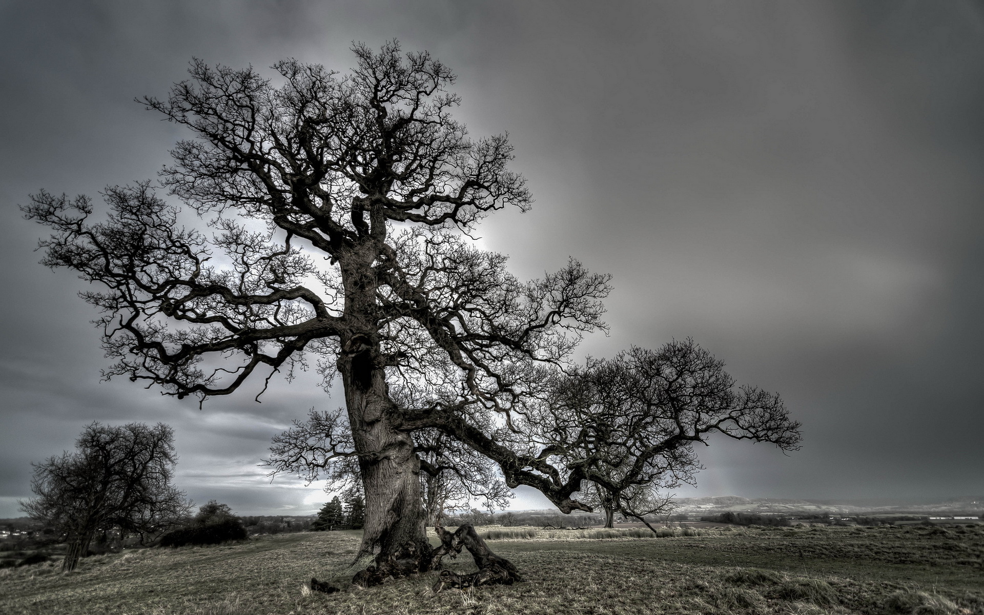 Download Nature Tree HD Wallpaper