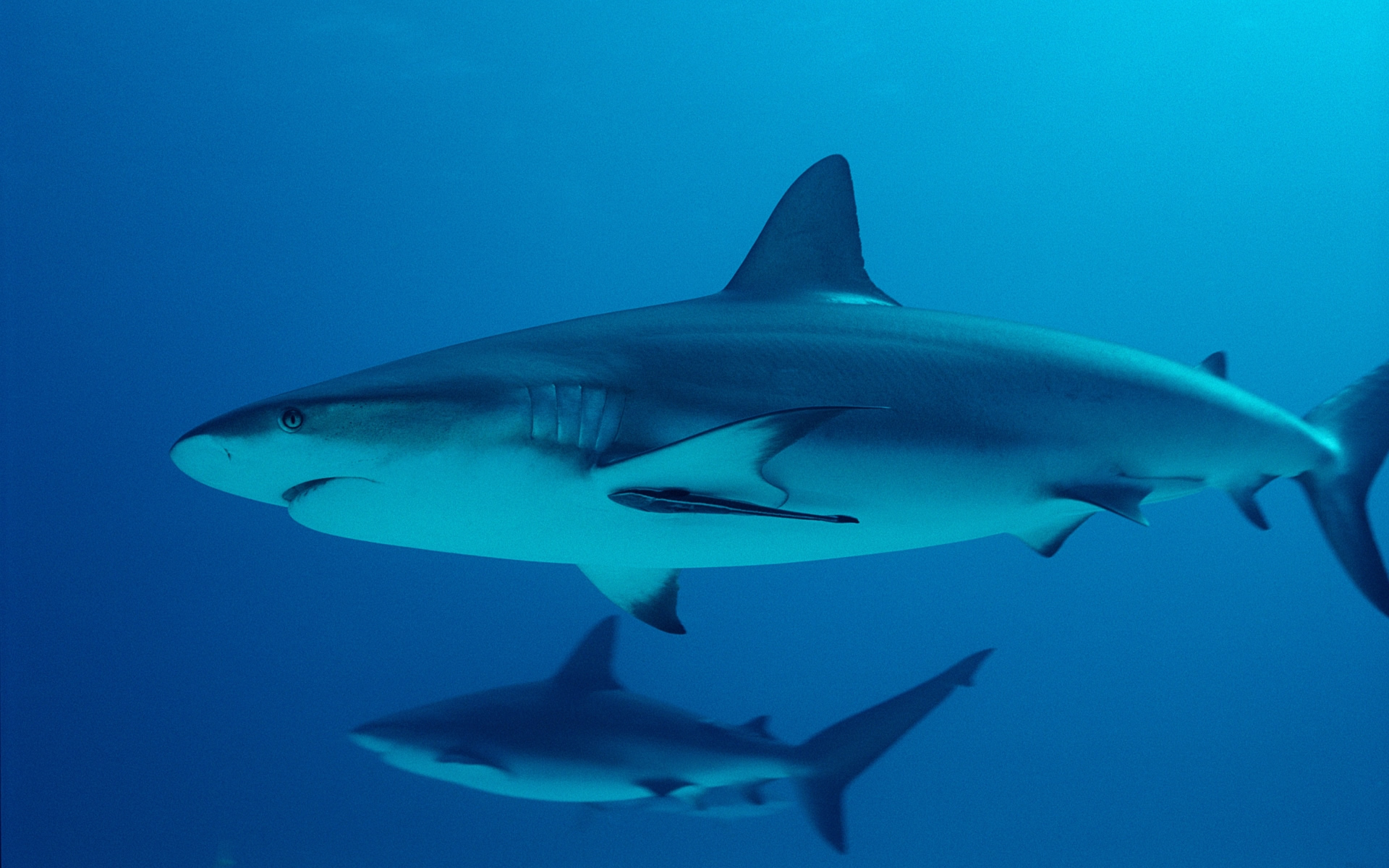 Download Animal Shark HD Wallpaper