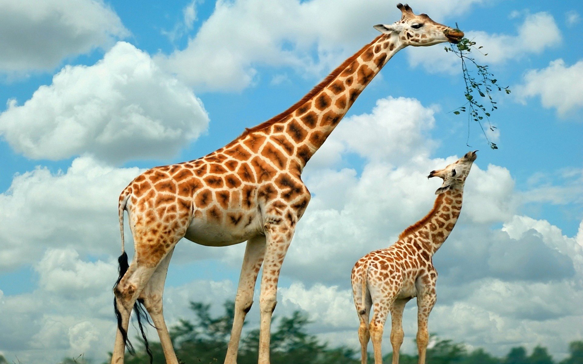 Download Animal Giraffe HD Wallpaper