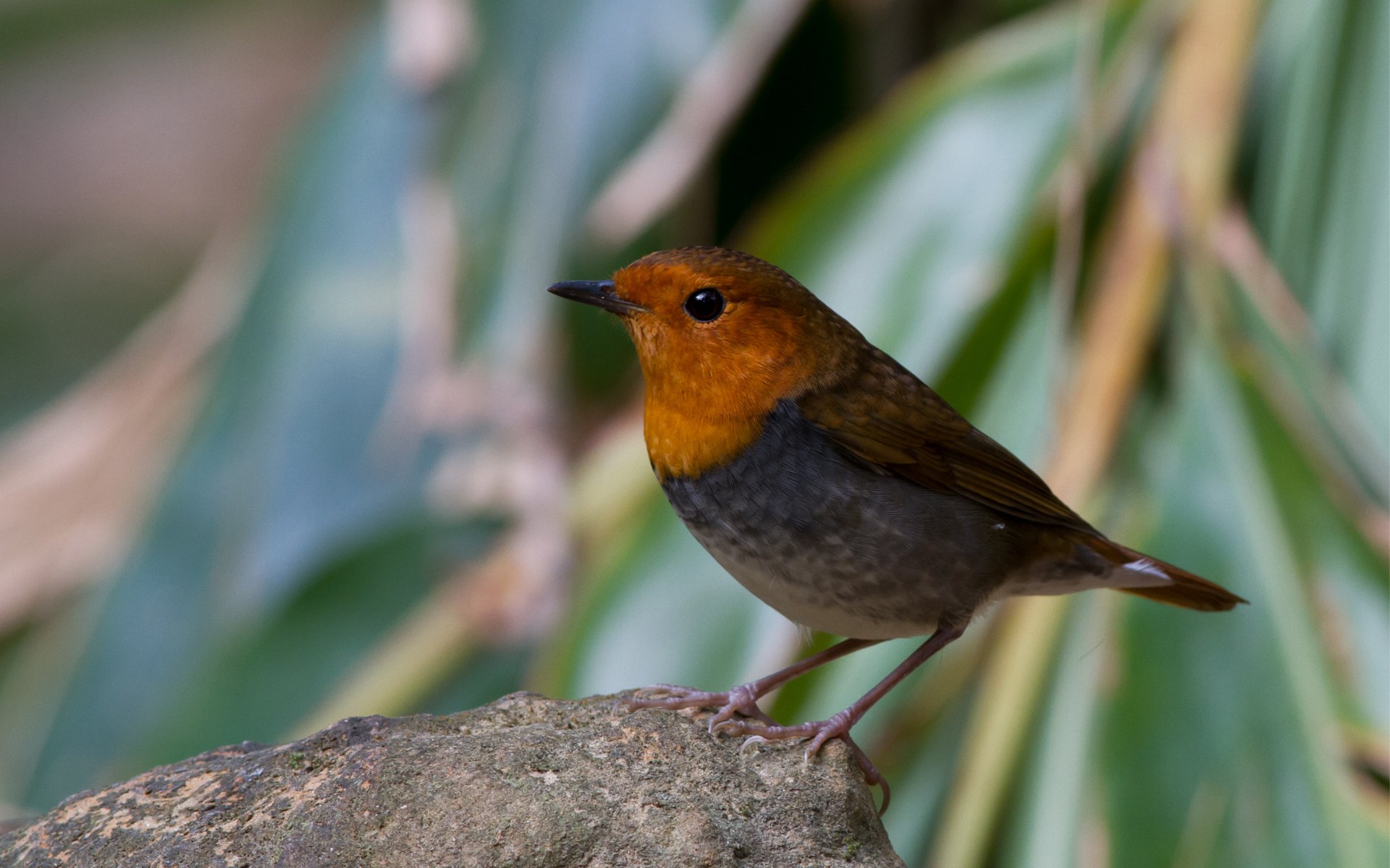 Download Animal Robin HD Wallpaper