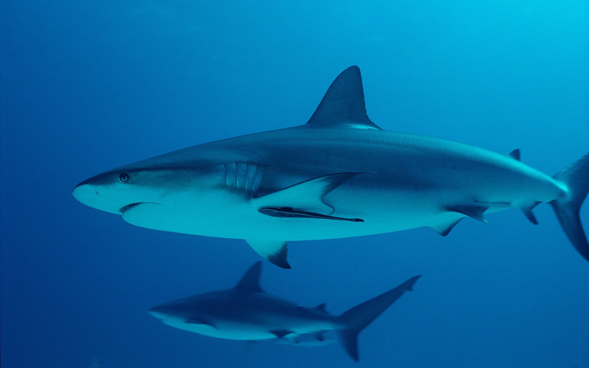 Download Animal Shark HD Wallpaper