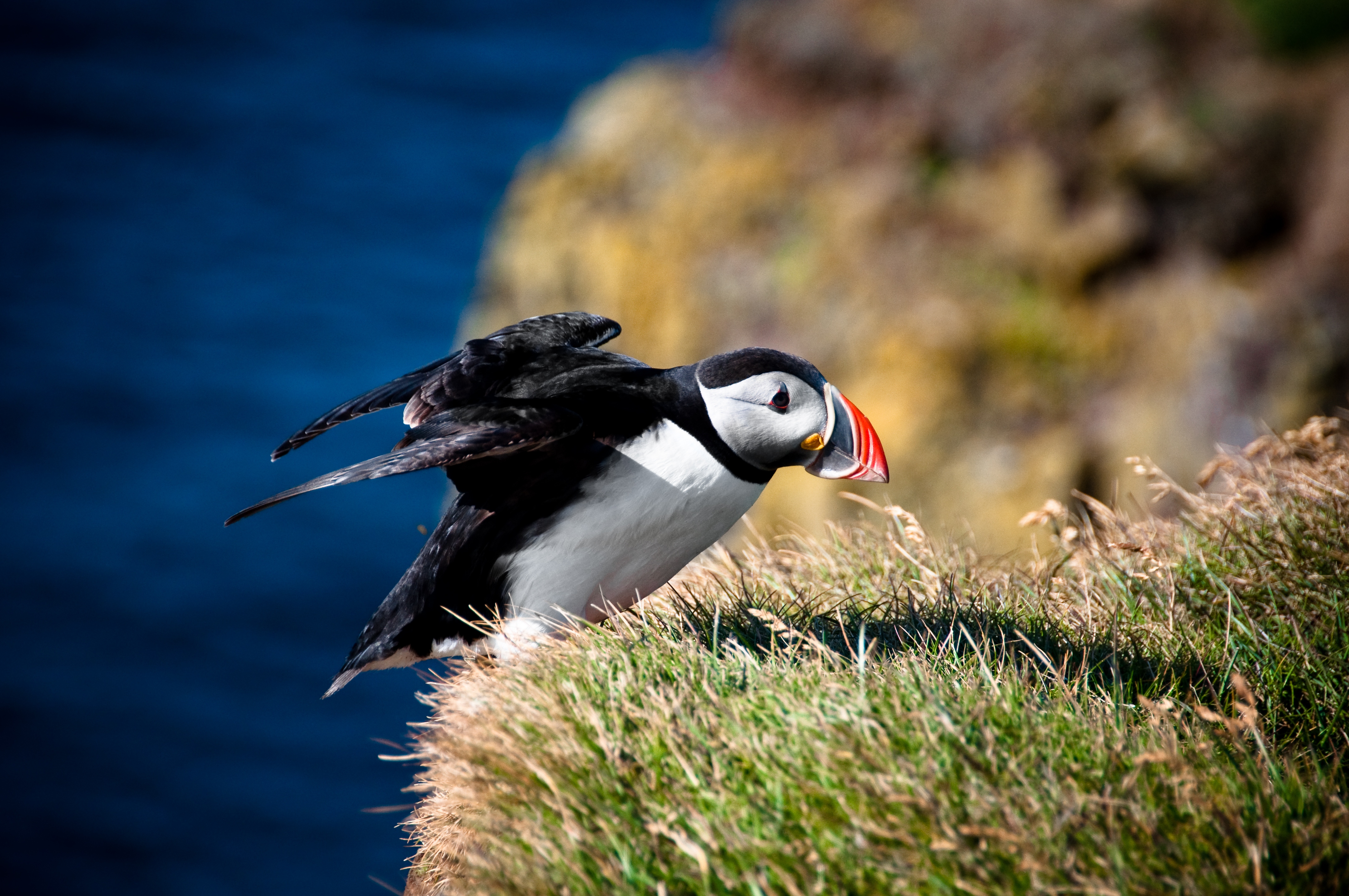Puffin 4k Ultra HD Wallpaper | Background Image | 4288x2848