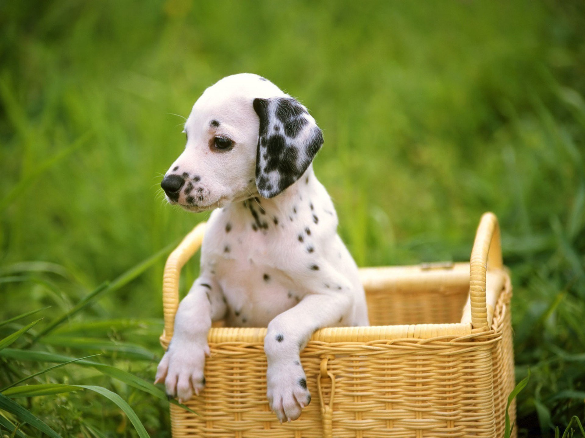 Charming Dalmatian Puppy HD Wallpaper | 1920x1440 | Wallpaper Abyss