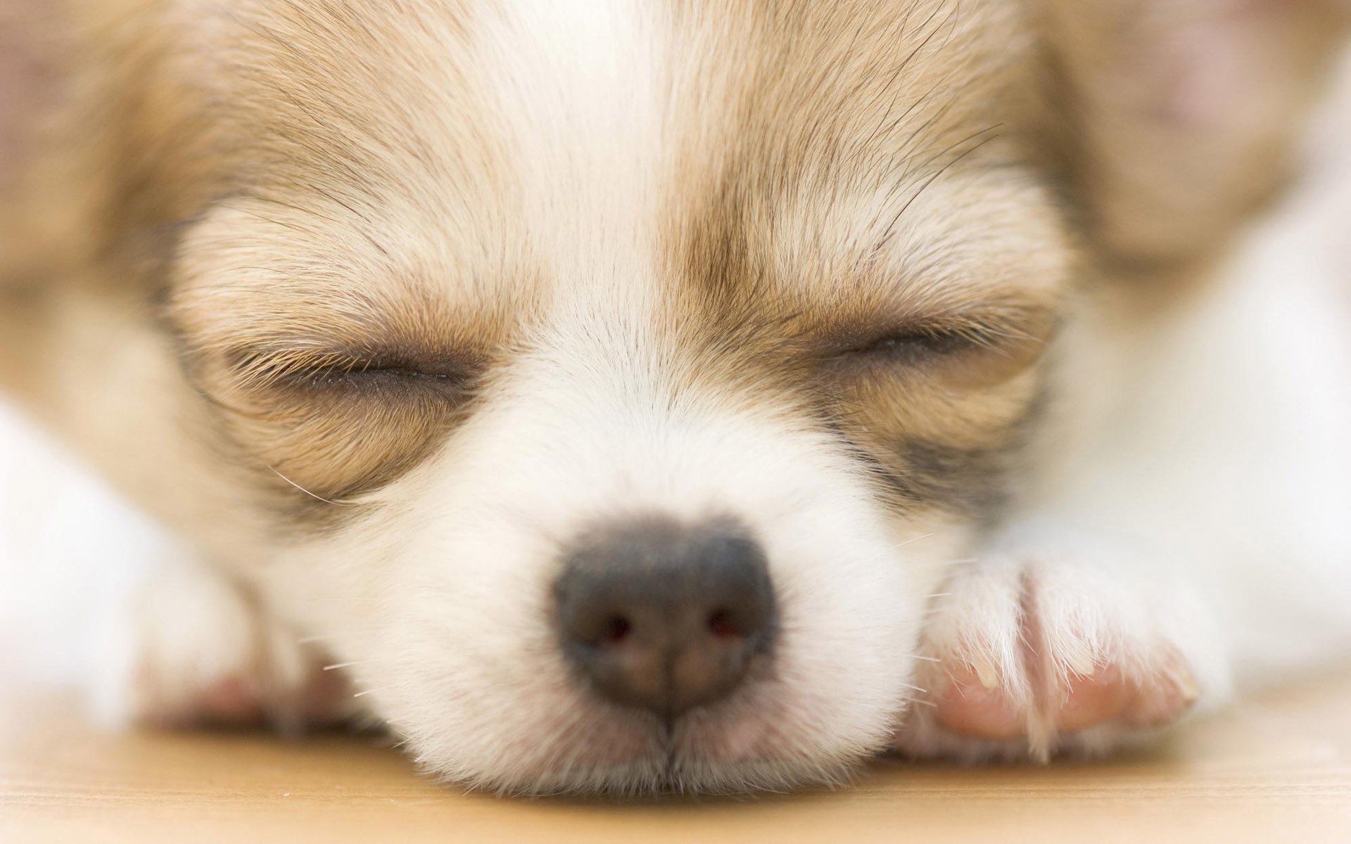Download Animal Puppy HD Wallpaper | 1920x1200 | Wallpaper Abyss