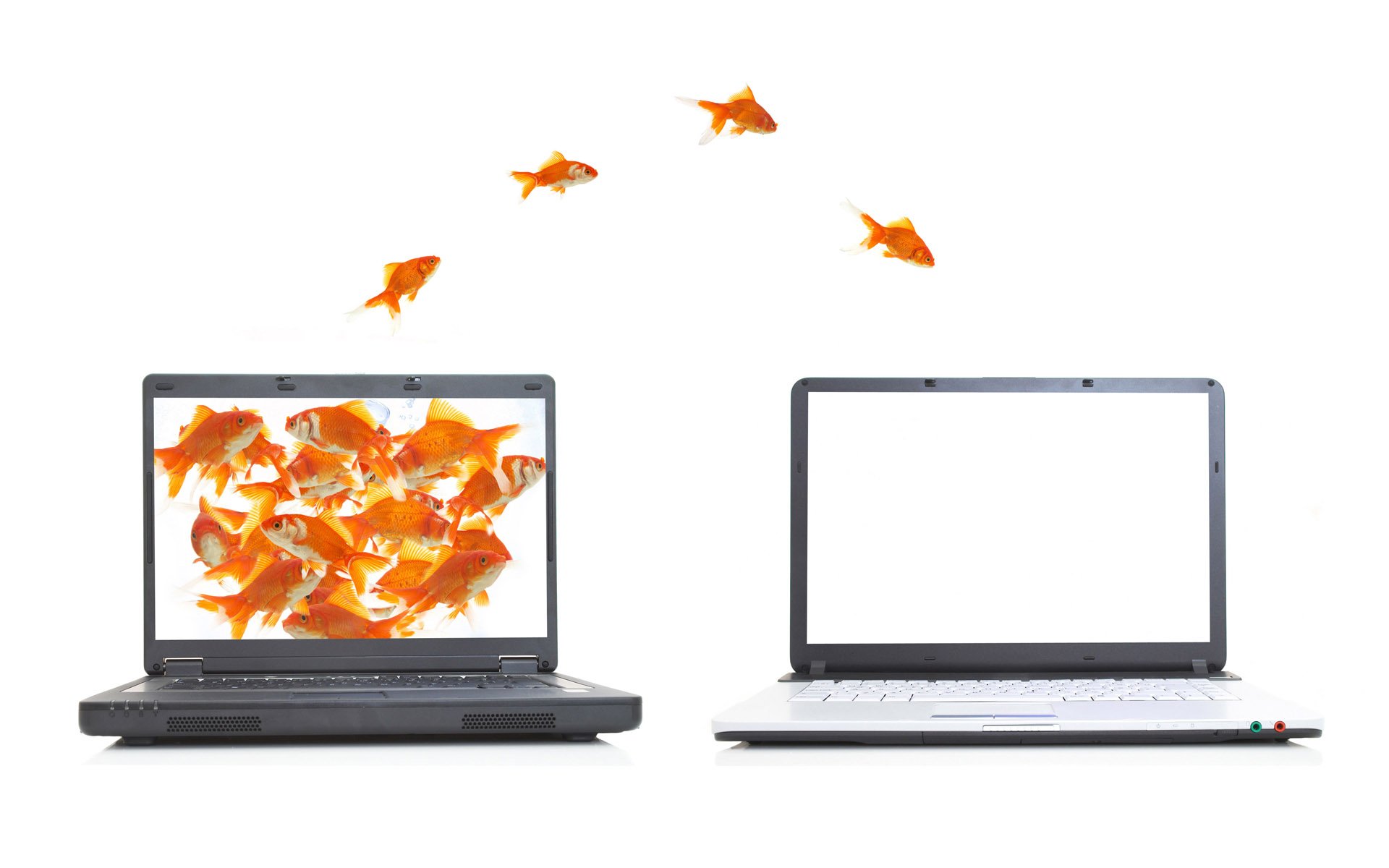 Download Laptop Fish Animal Goldfish HD Wallpaper