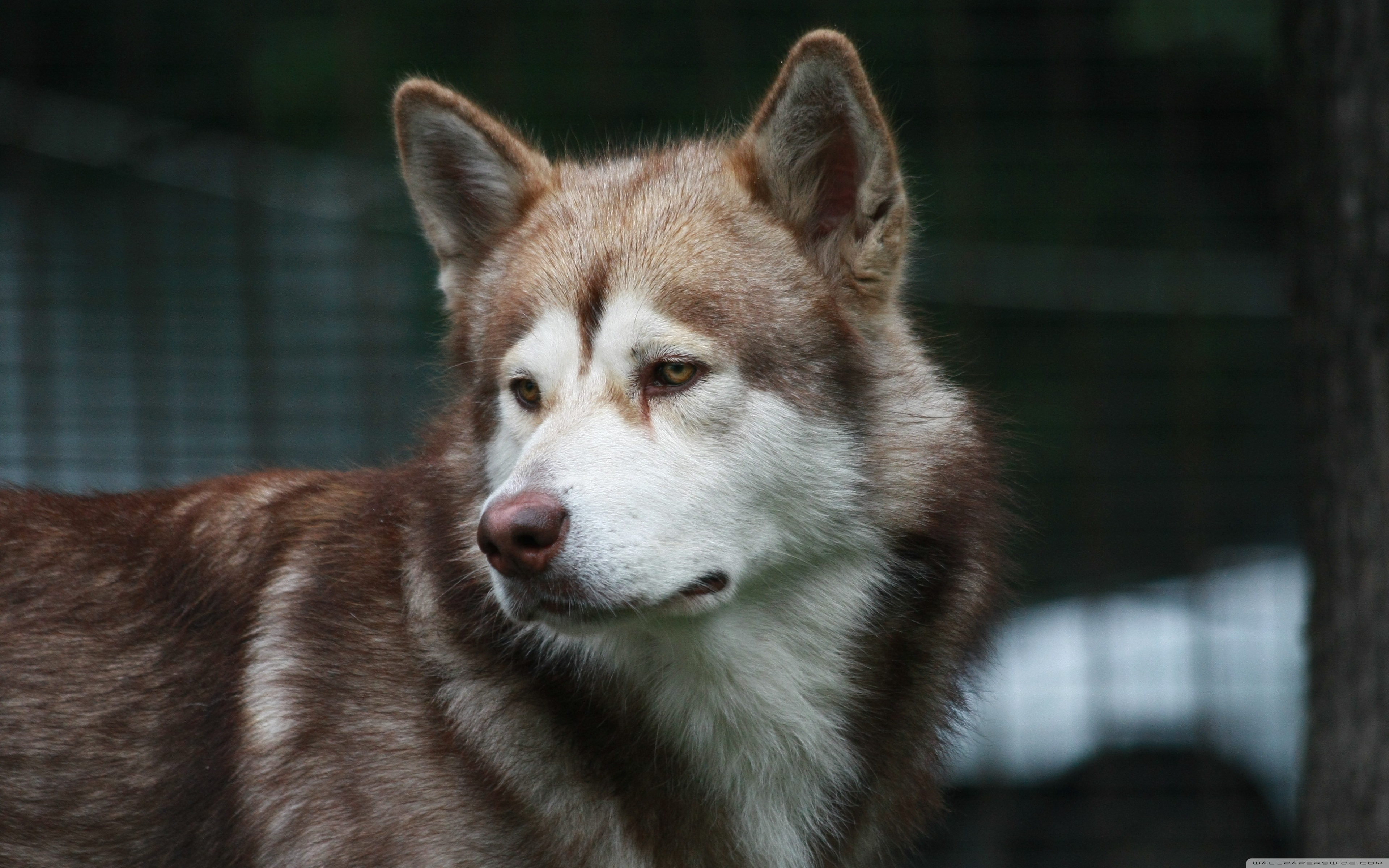Stunning Husky Portrait - 4K Ultra HD Wallpaper