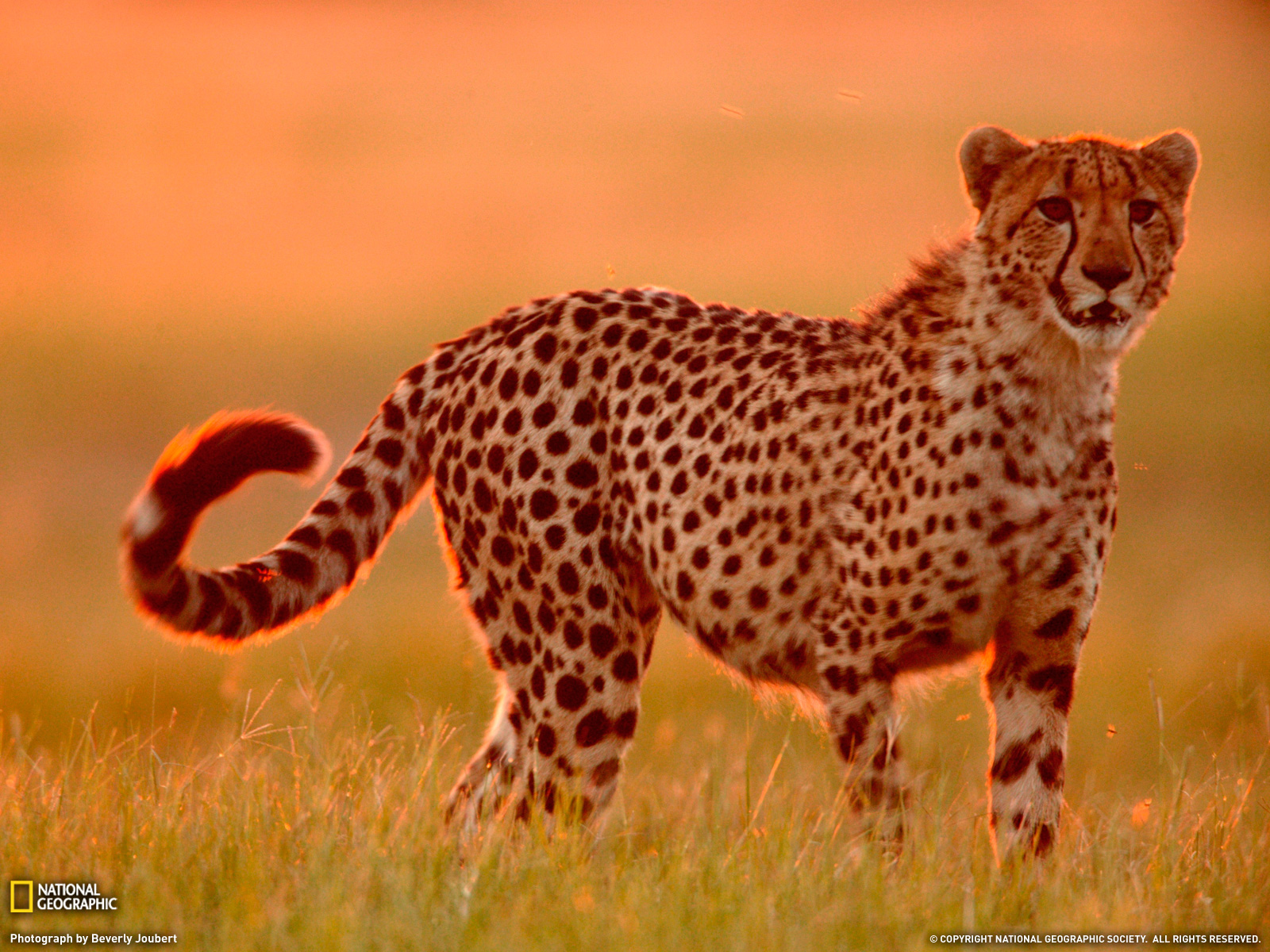 Download Animal Cheetah Wallpaper