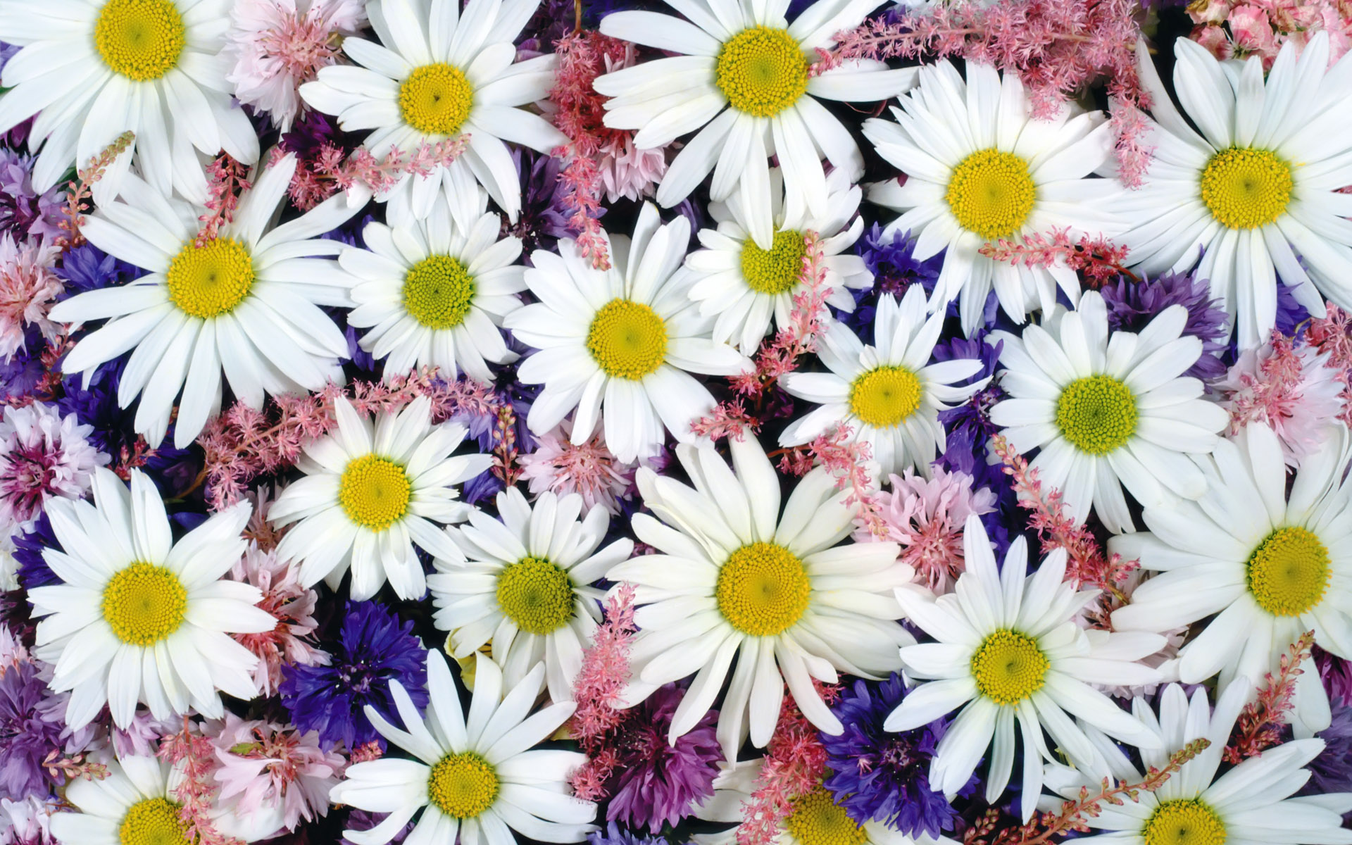 Download Nature Flower HD Wallpaper