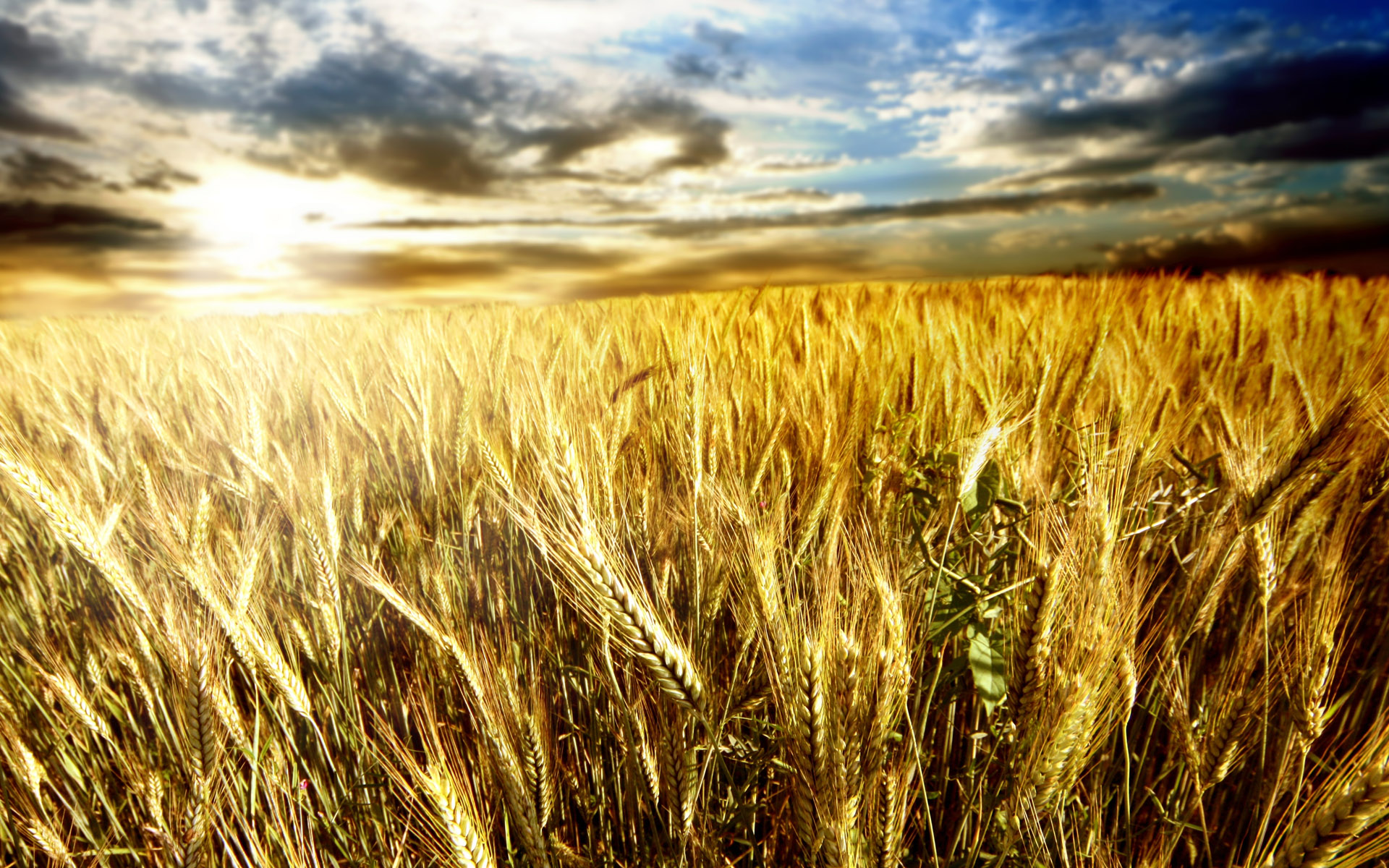 Download Nature Wheat HD Wallpaper