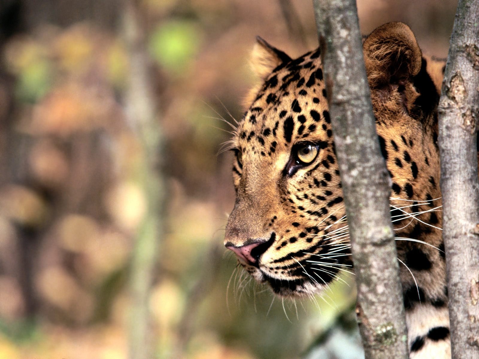 Download Animal Leopard Wallpaper