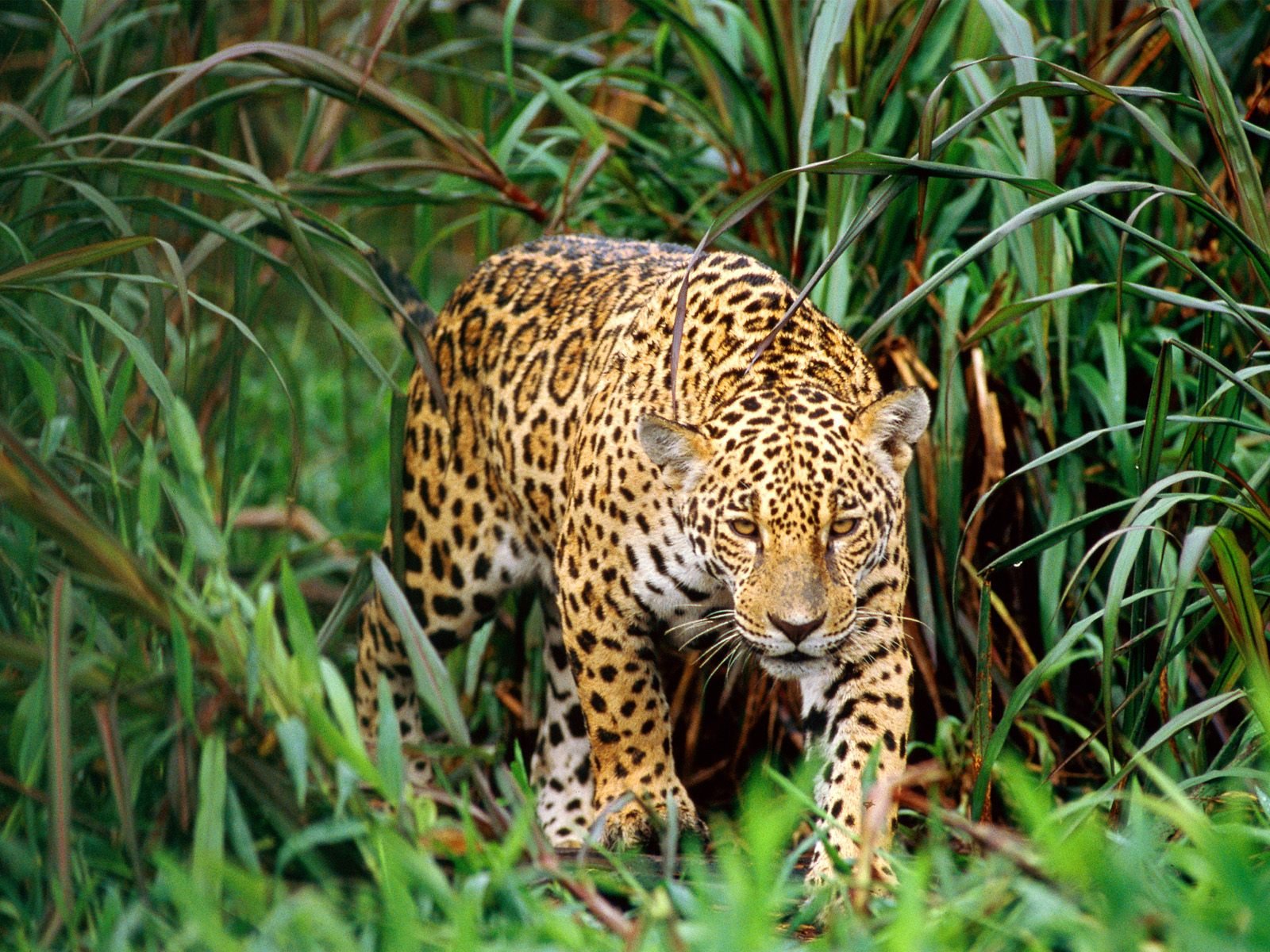 Download Animal Leopard Wallpaper