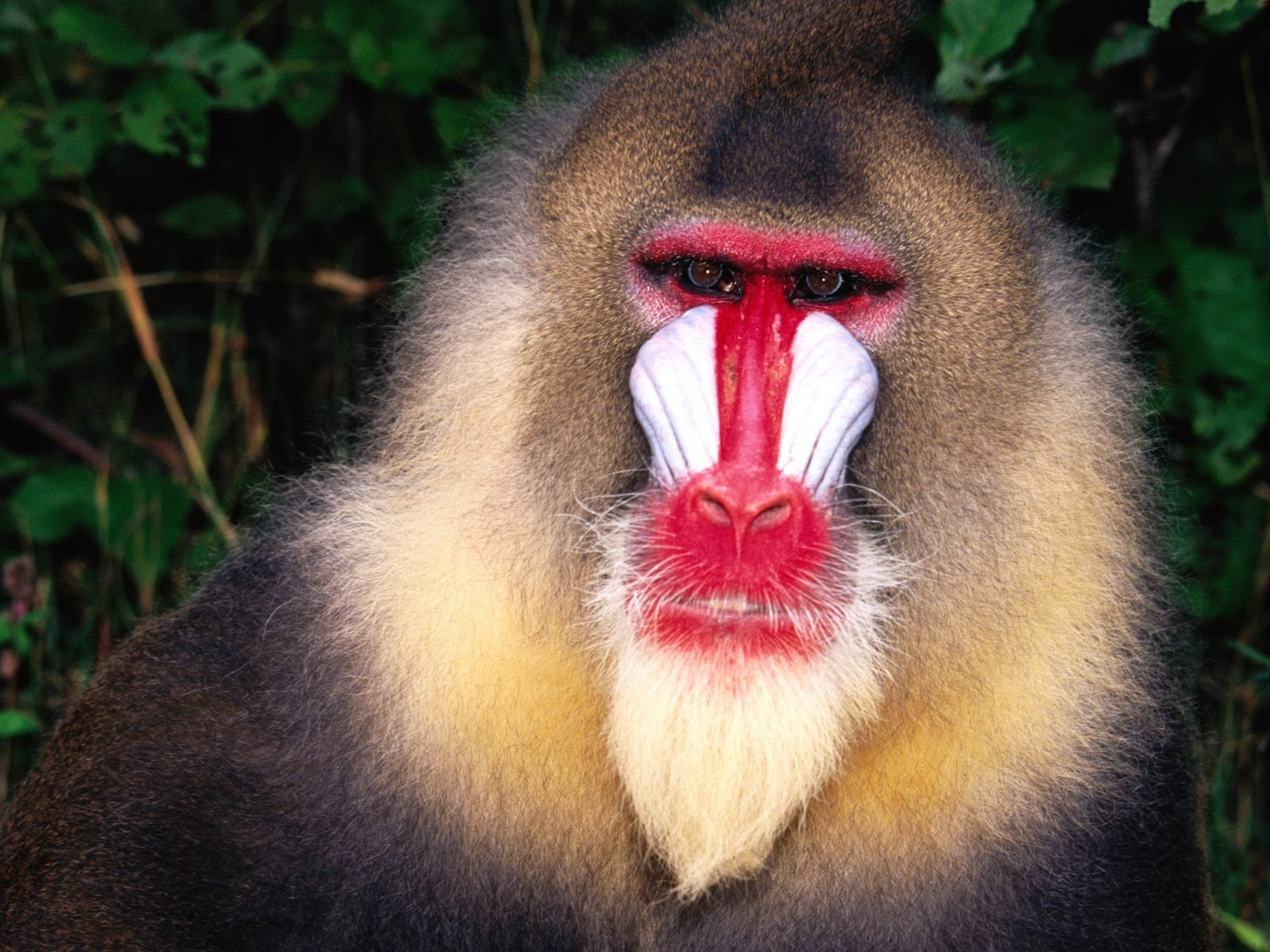 Download Animal Monkey Wallpaper | 1600x1200 | Wallpaper Abyss
