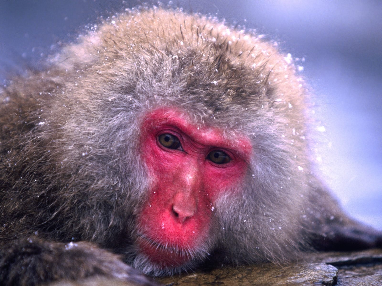Download Animal Japanese Macaque Snow Monkey Wallpaper