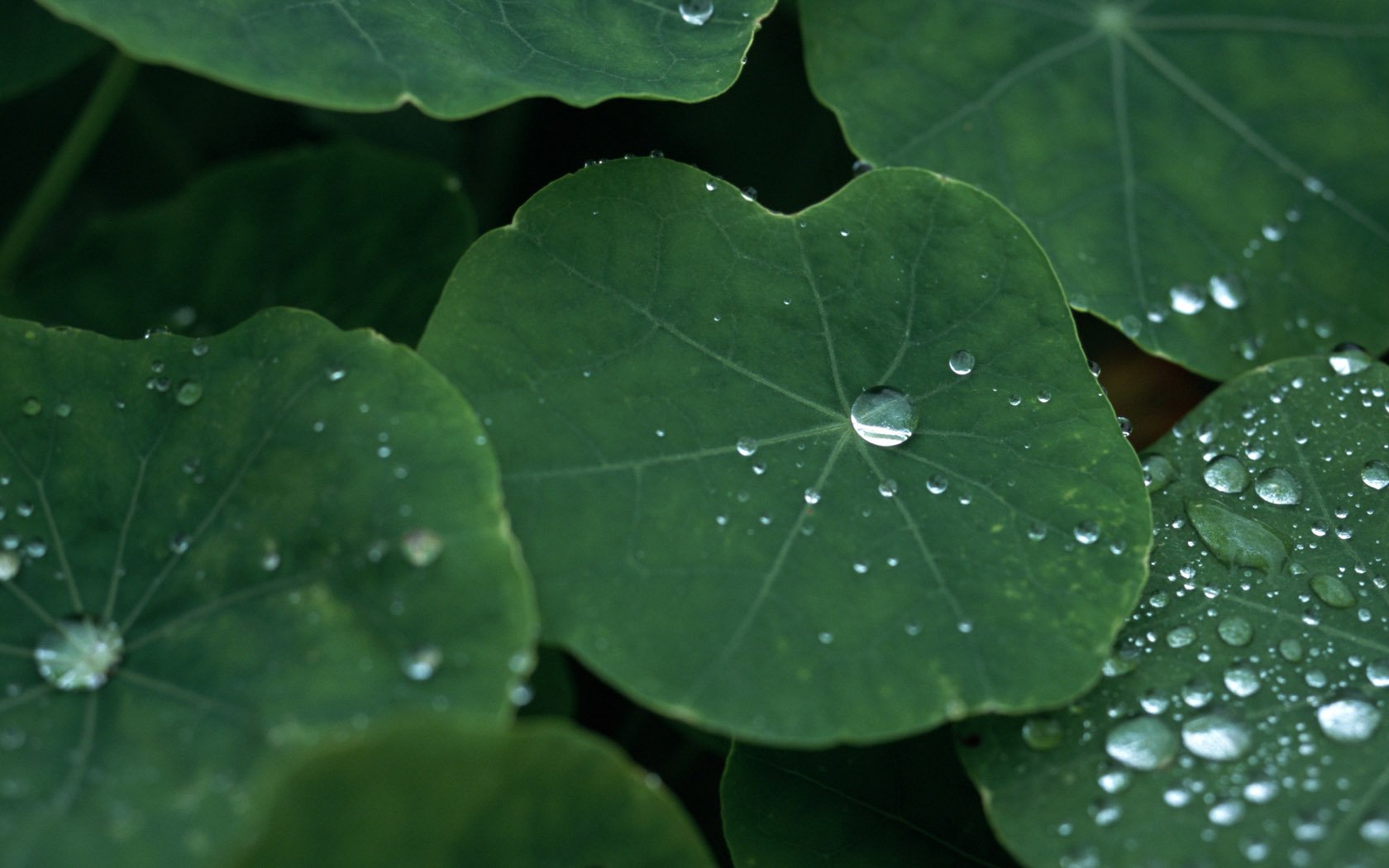 Download Nature Leaf Wallpaper | 1680x1050 | Wallpaper Abyss
