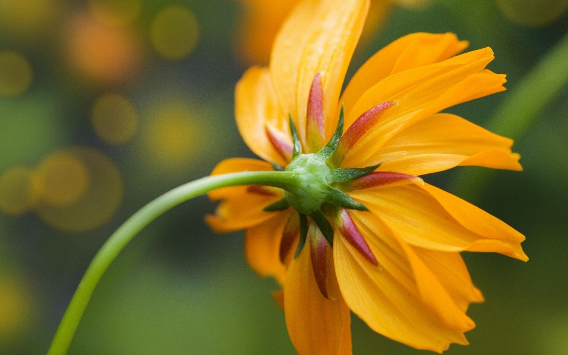 Download Nature Flower HD Wallpaper